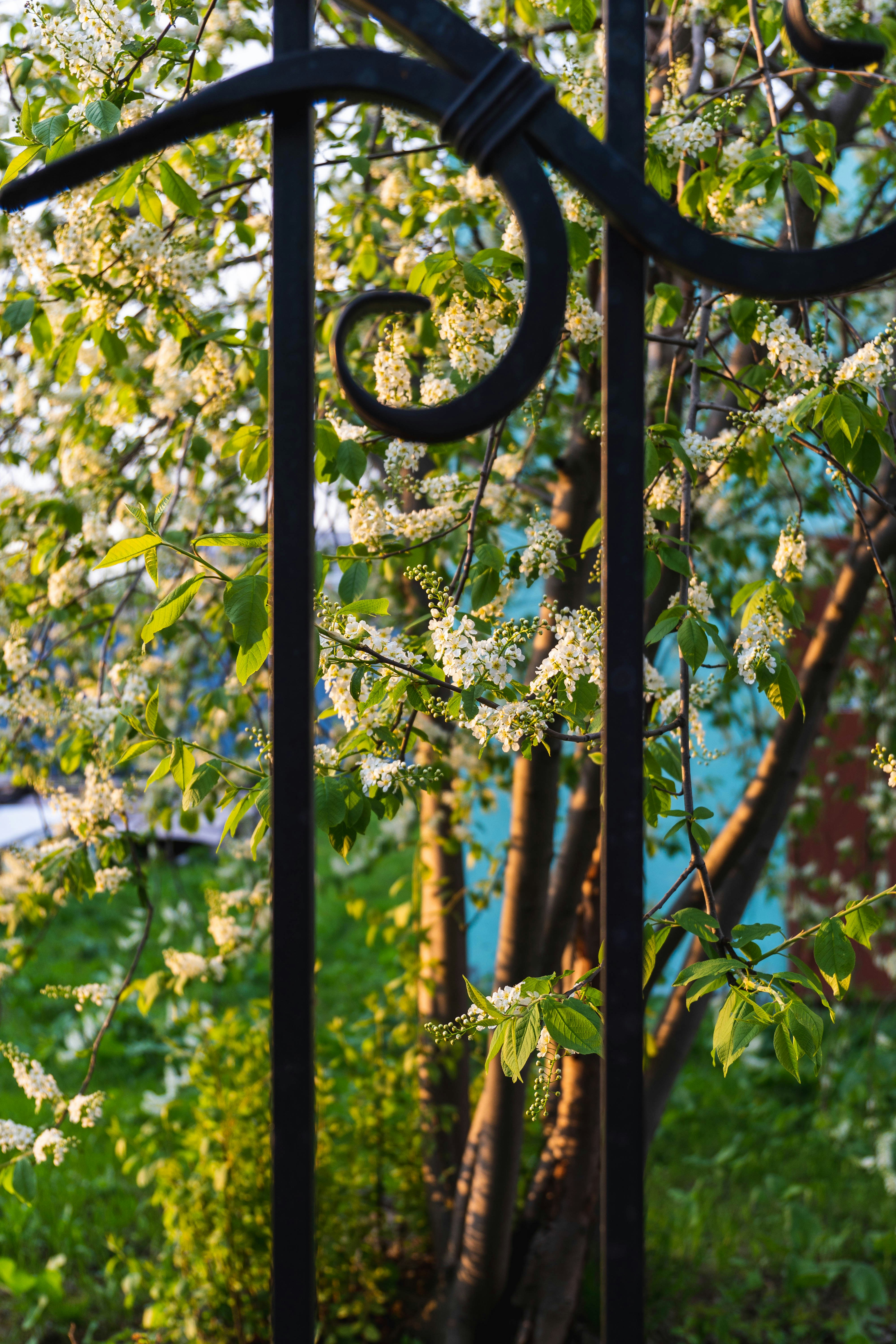 Floral Scrollwork Behind Iron Bars in Dappled Spring Light