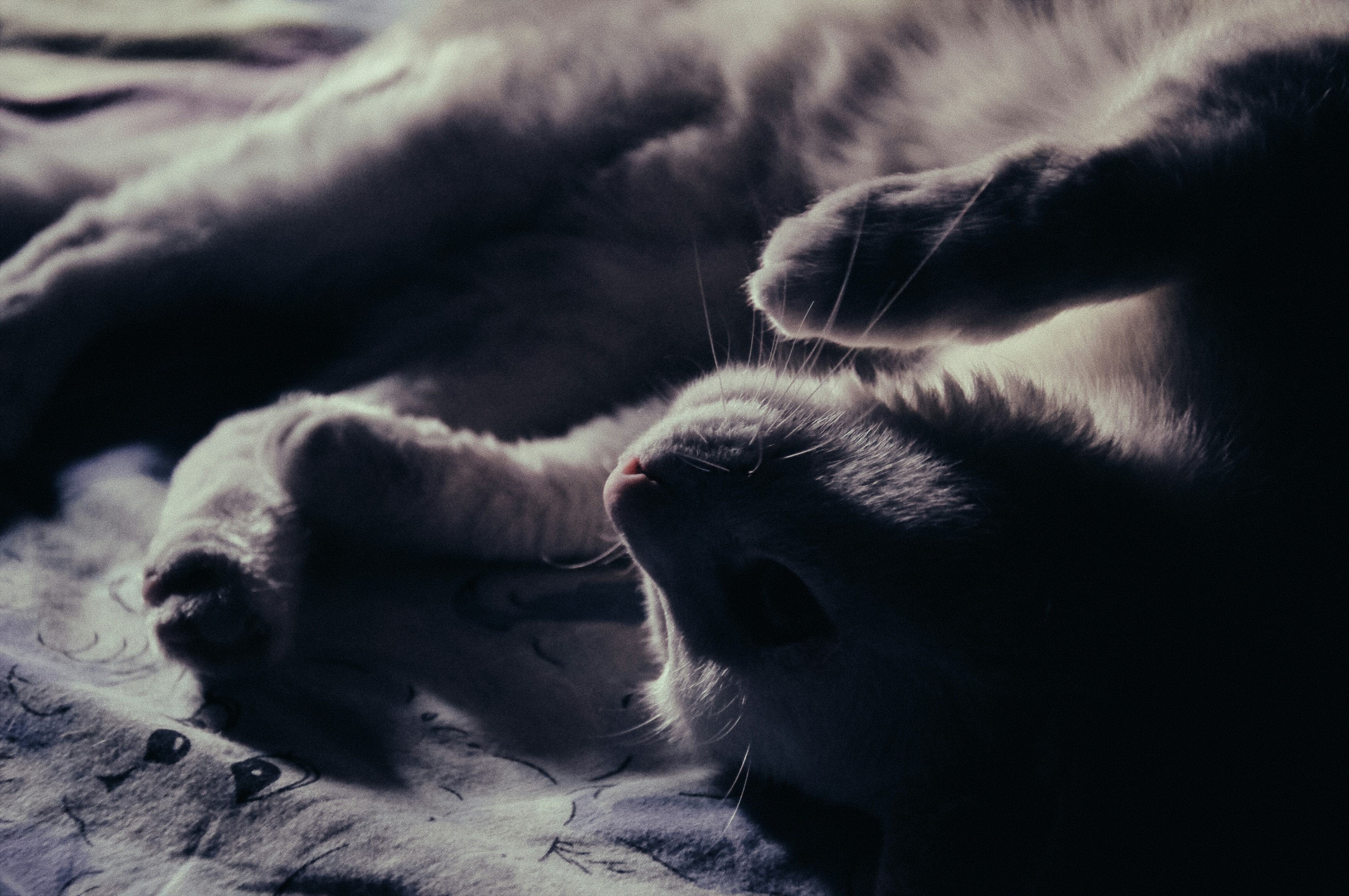 A white cat lounging playfully on a bed, its paws raised in a relaxed pose, surrounded by soft shadows.