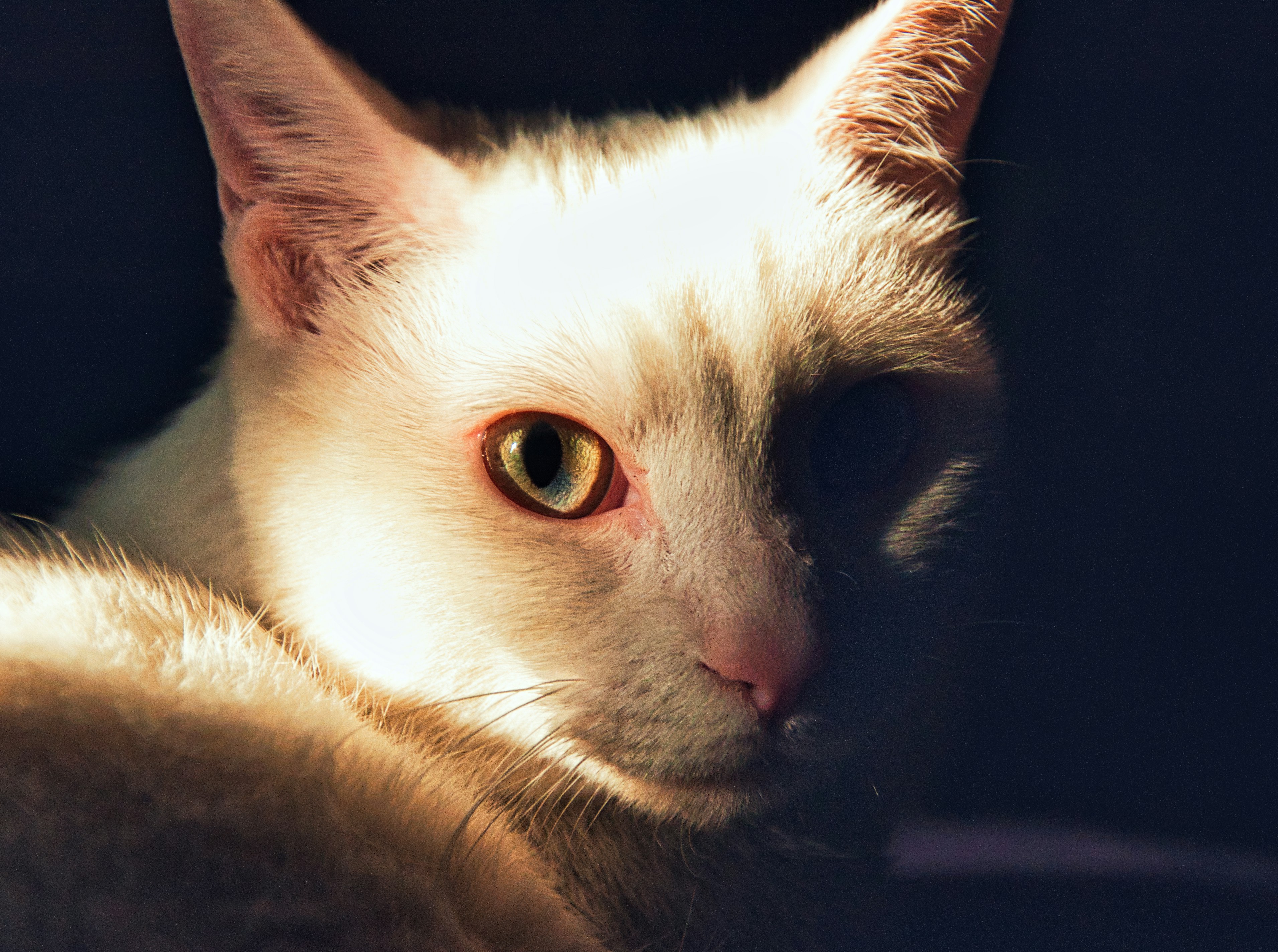 Close-up of a white cat with striking yellow eyes, partially illuminated by soft light against a dark background.