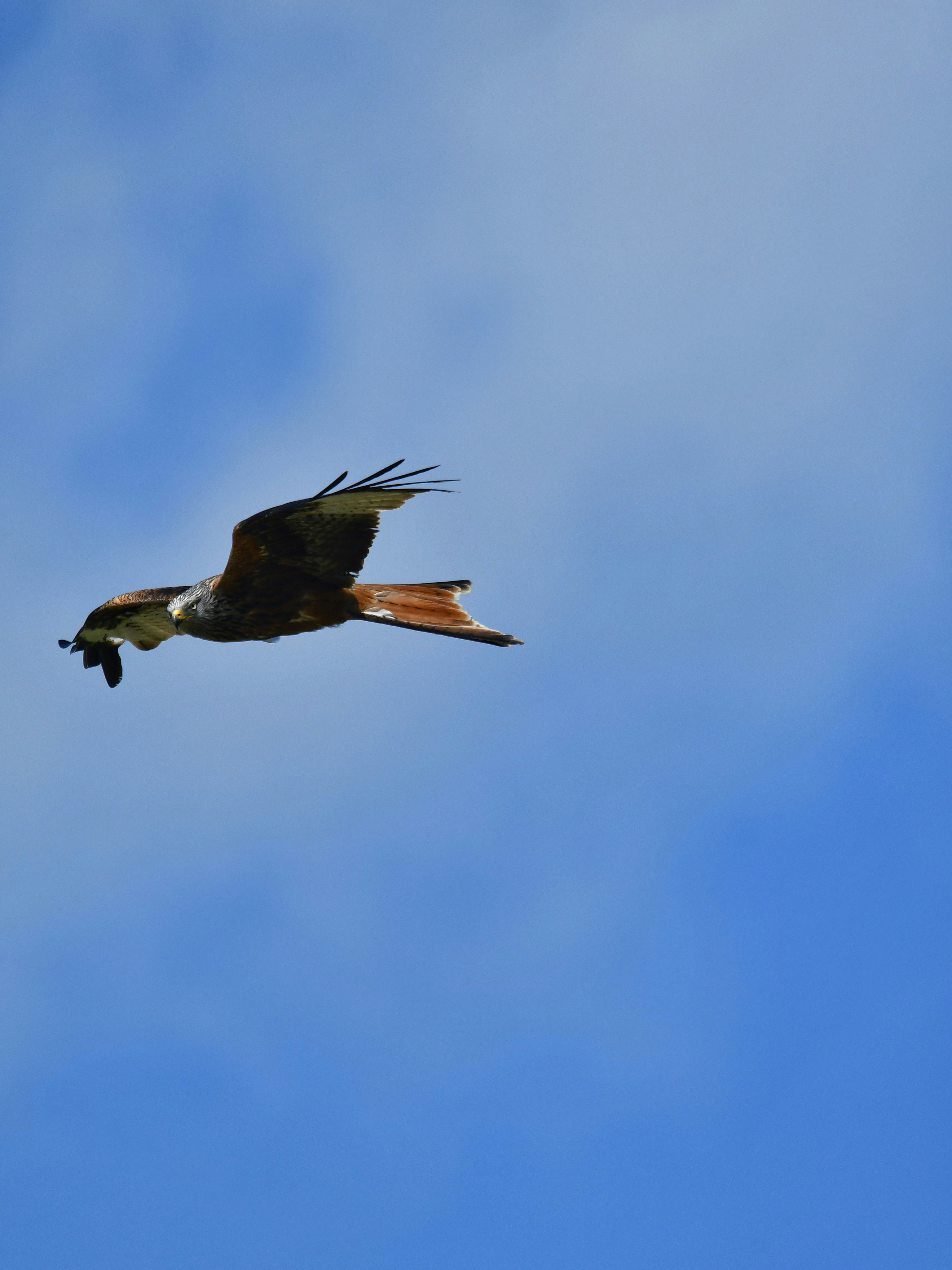 Majestic Flight: The Hunter in the Sky