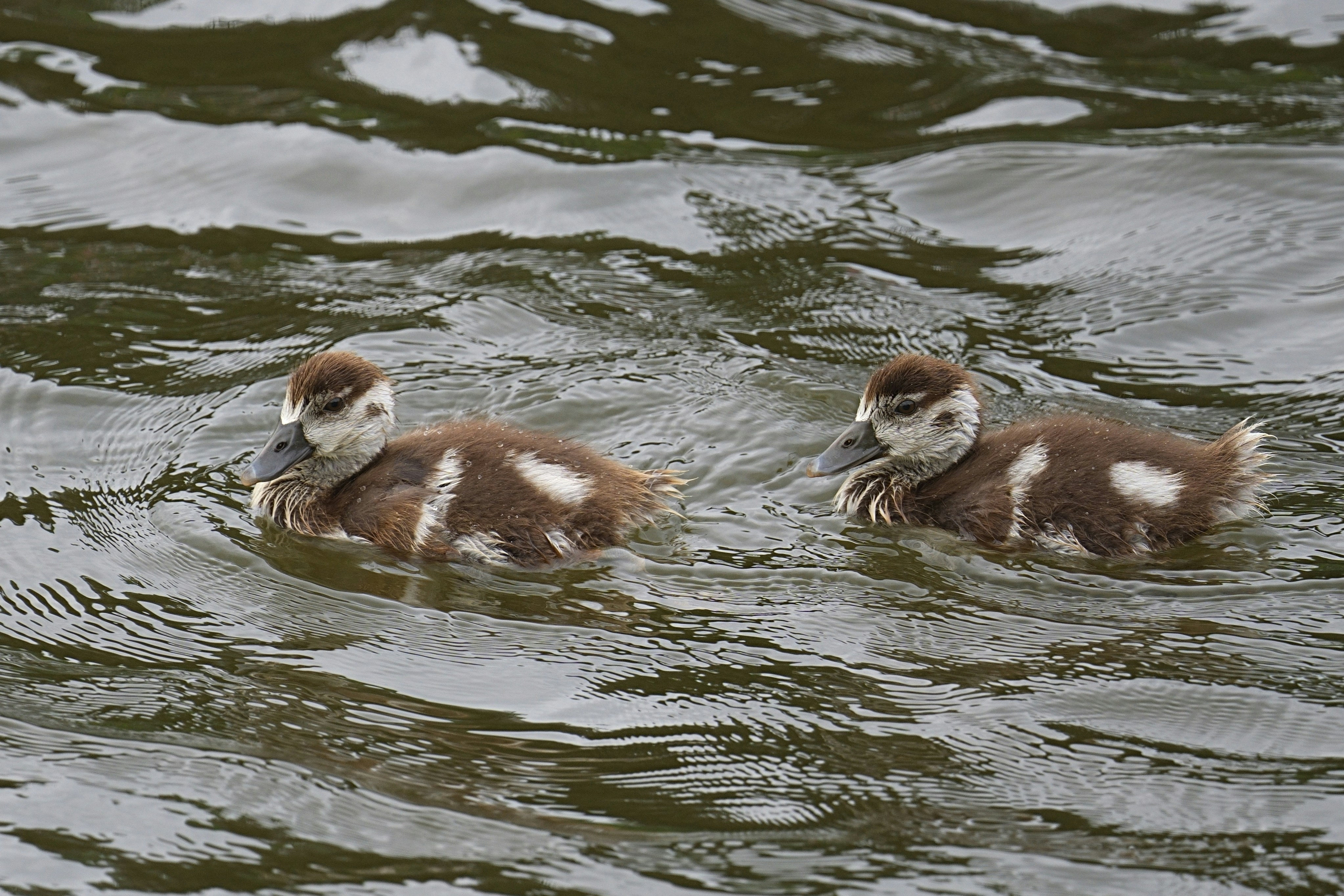 Twin Ducklings Glide Through Quiet Rippled Water