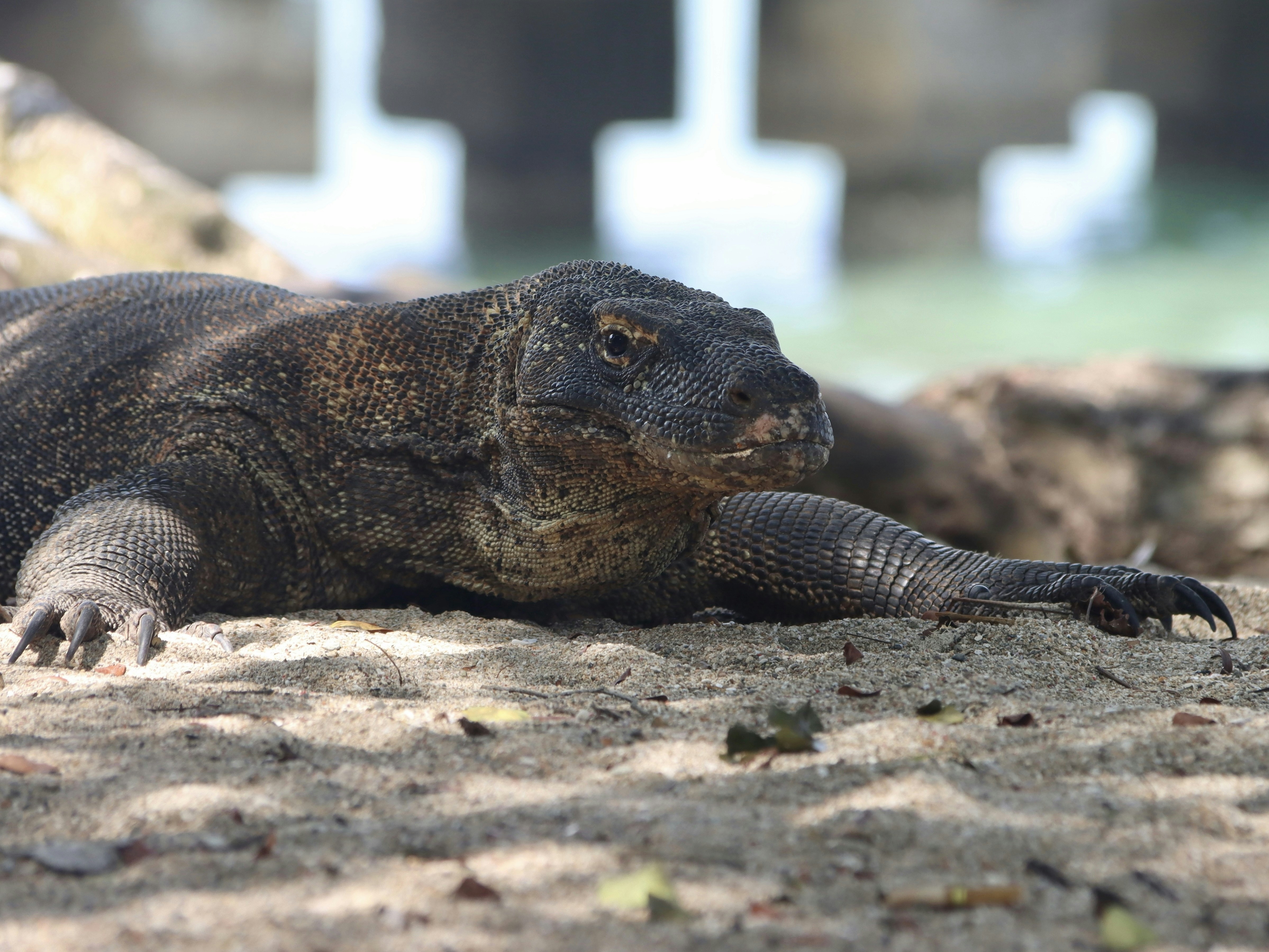 Dappled Dawn Rest: A Sand-Warmed Monitor Lizard Pauses on a Quiet Shore