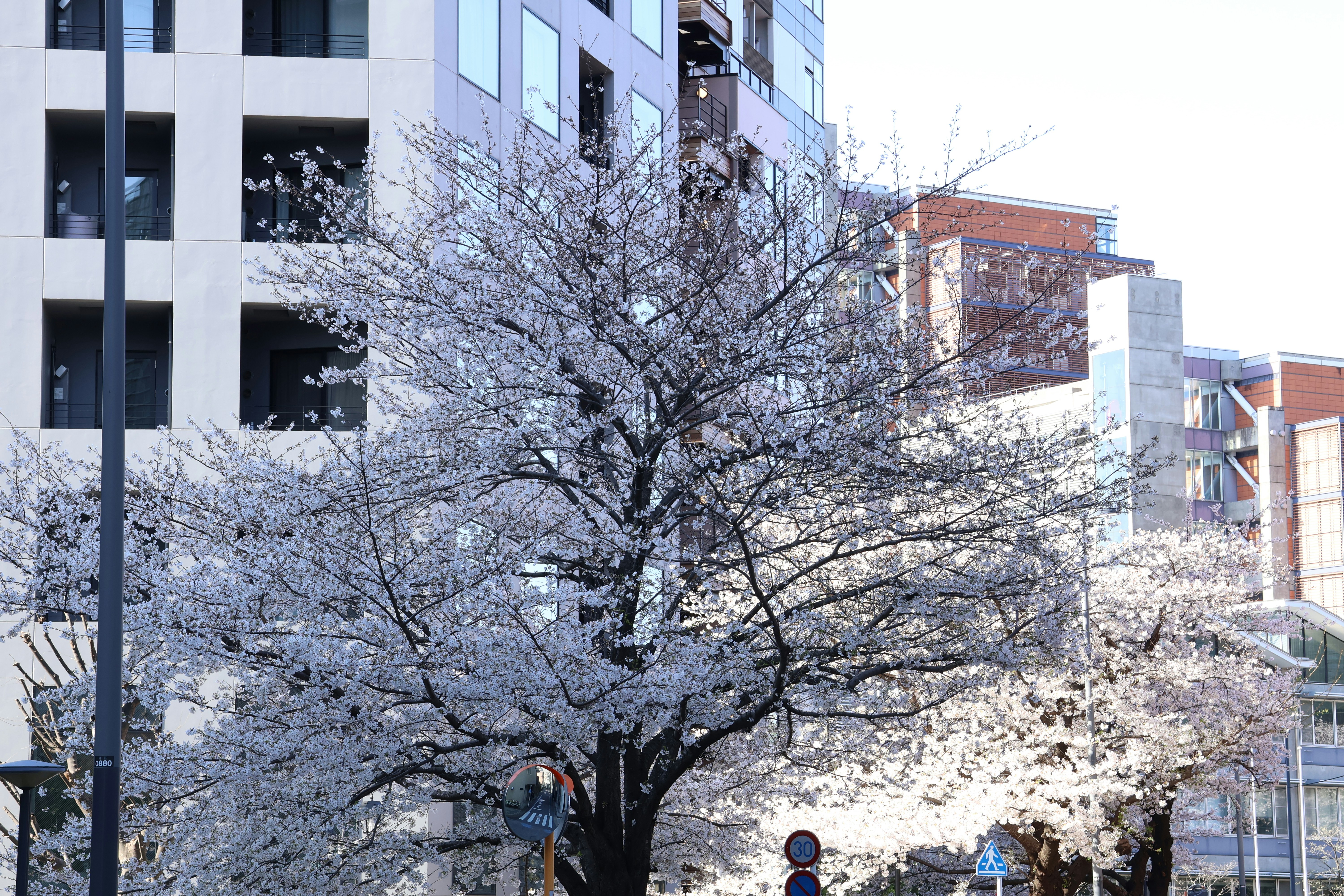 Cherry Blossoms Crown a Glass-and-Steel Street