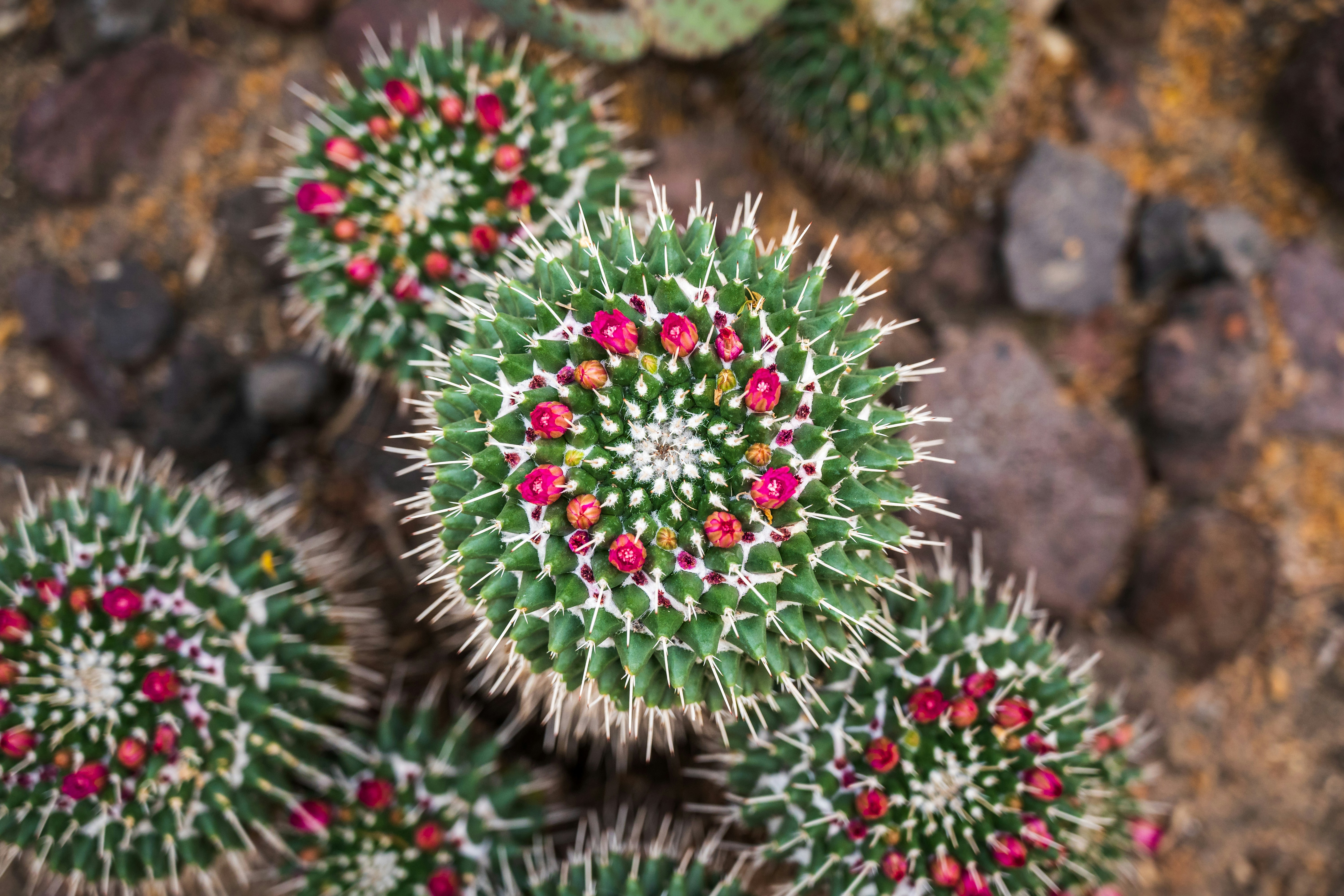 Top-down view of vibrant cacti adorned with pink flowers, showcasing intricate patterns and textures of the desert flora.