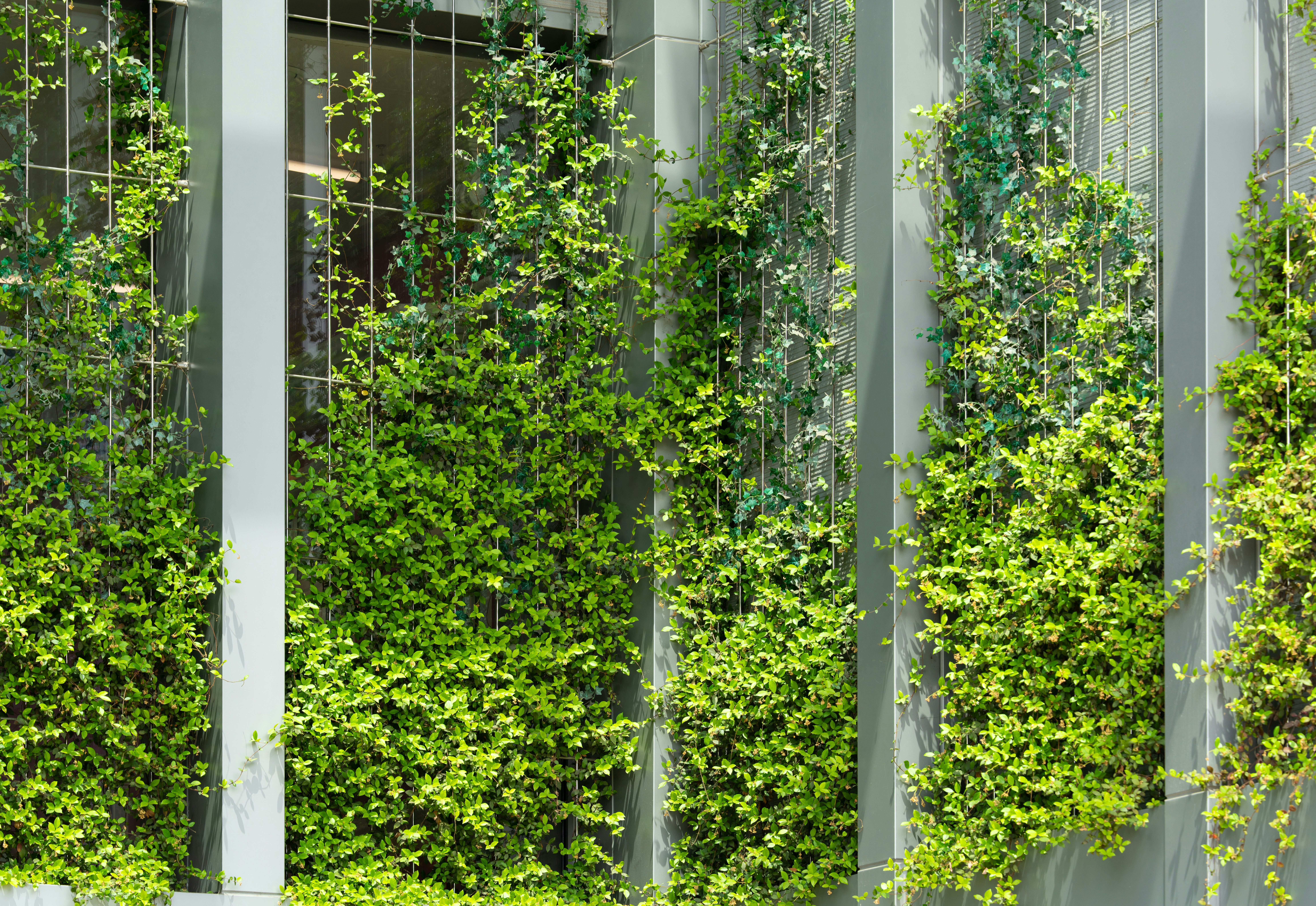 Photo by Declan Sun with Sony Alpha 7R V