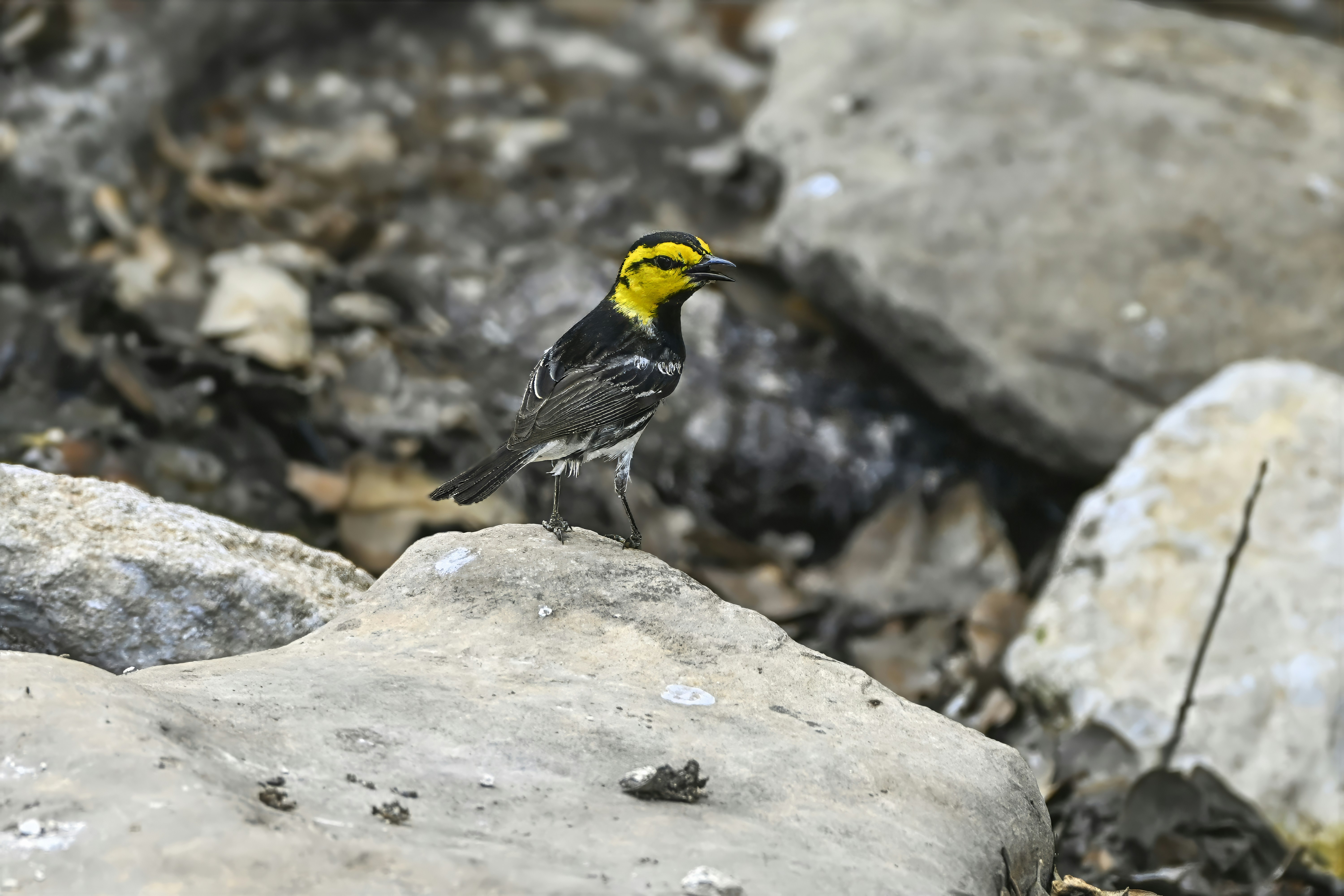 A vibrant yellow-headed bird perched on a rock amidst a natural setting, surrounded by leaves and stones. Its posture suggests alertness and readiness.