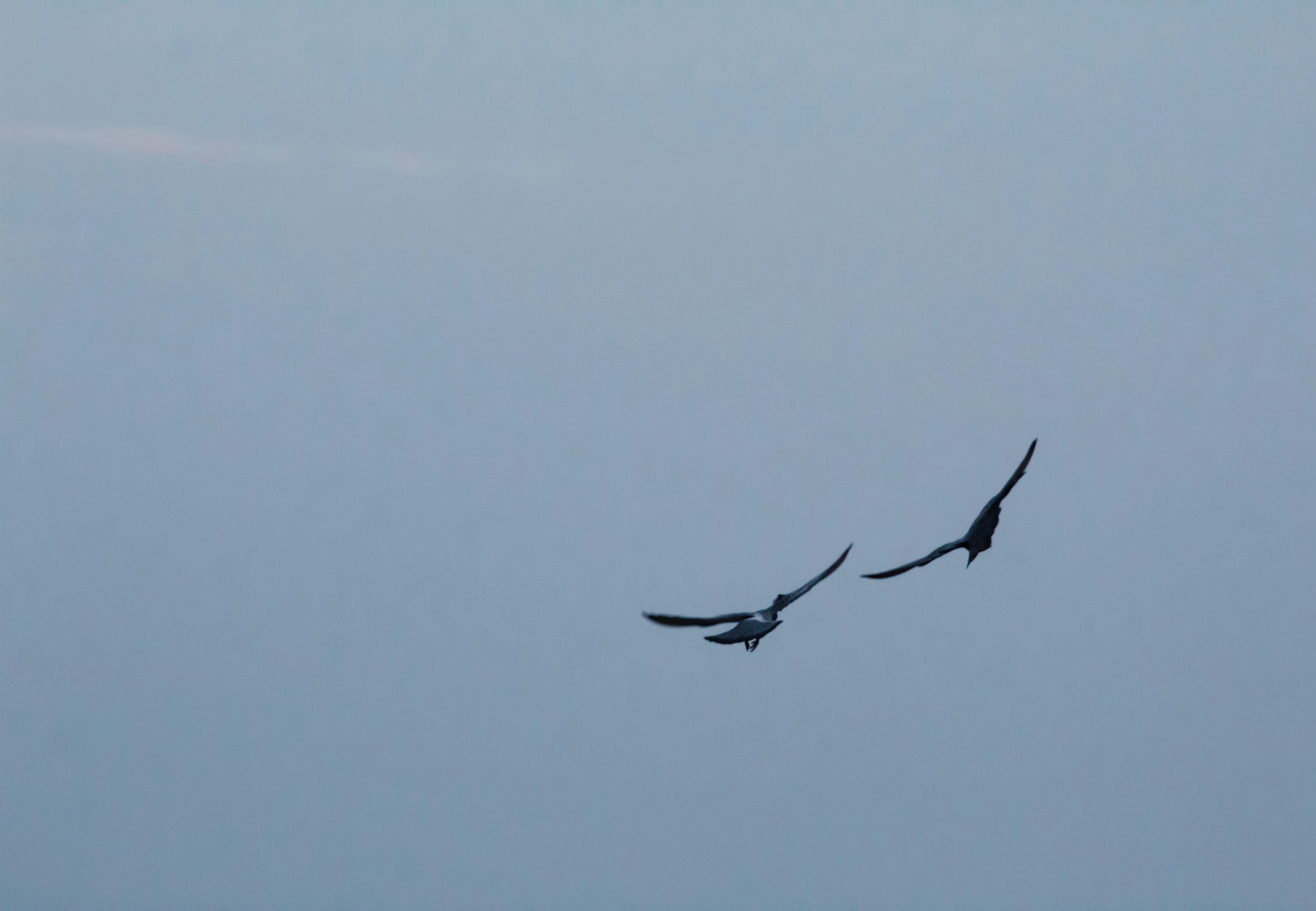 Couple of Silent Wings Across a Pale Sky