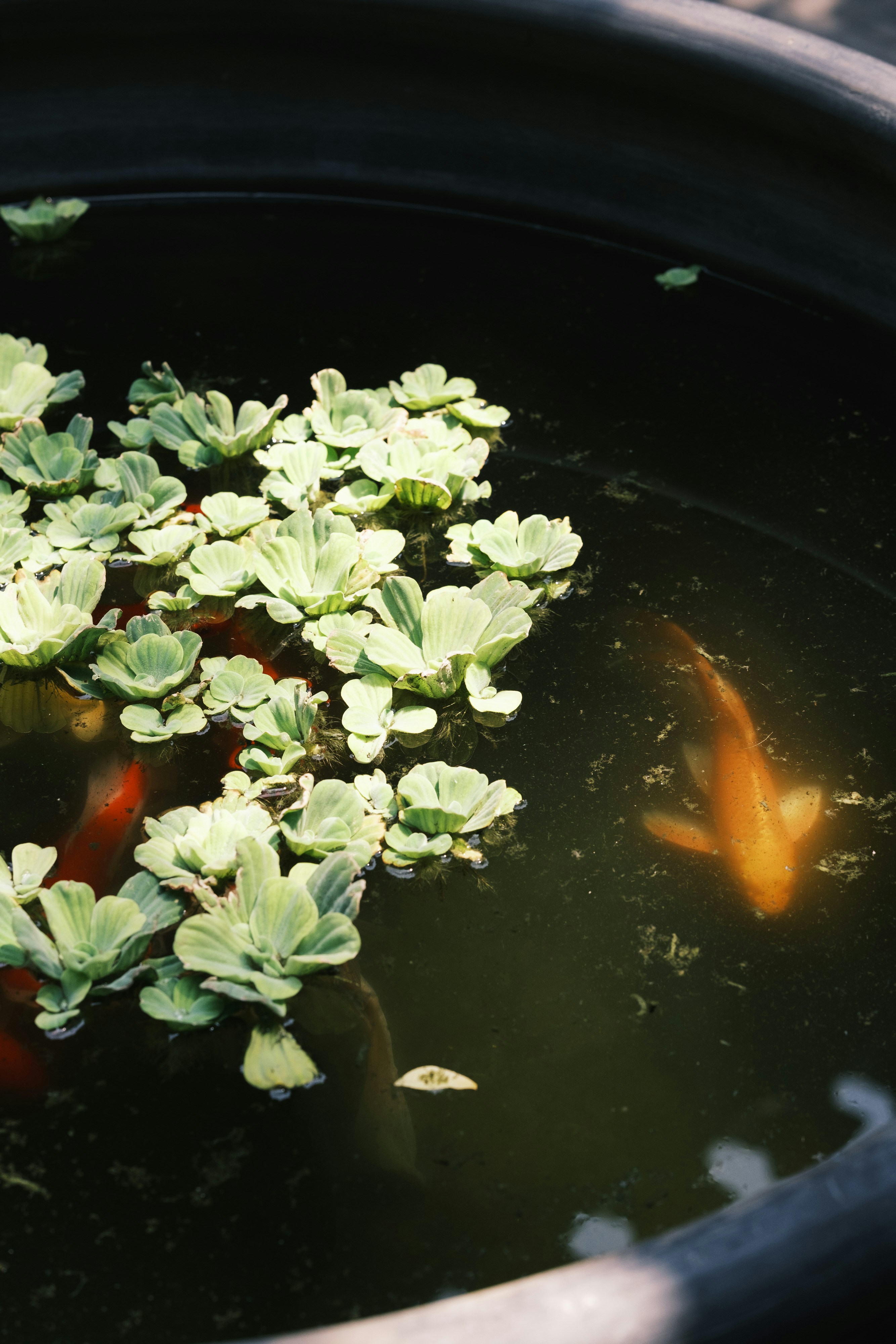 Circular Pond Serenade: Golden Koi Among Floating Emerald Rosettes