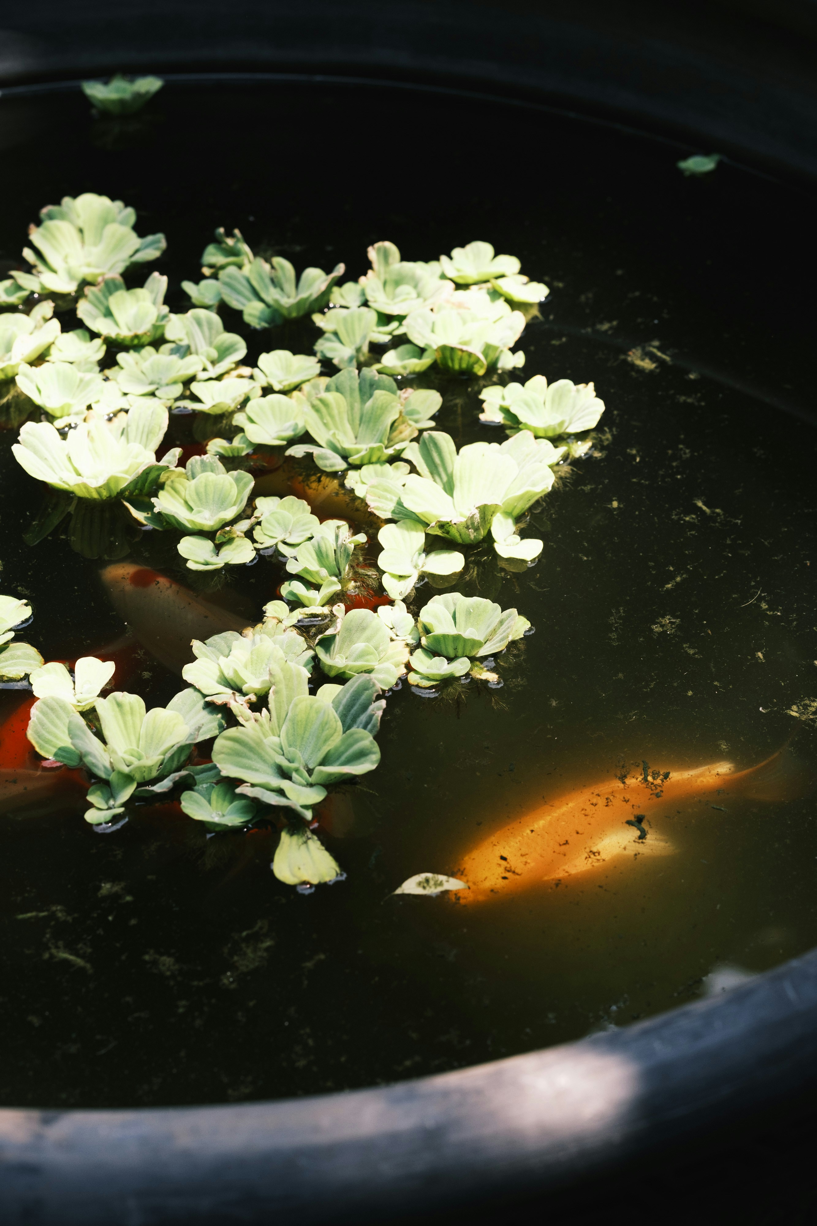 Koi Among Emerald Rosettes in a Shadowed Pond
