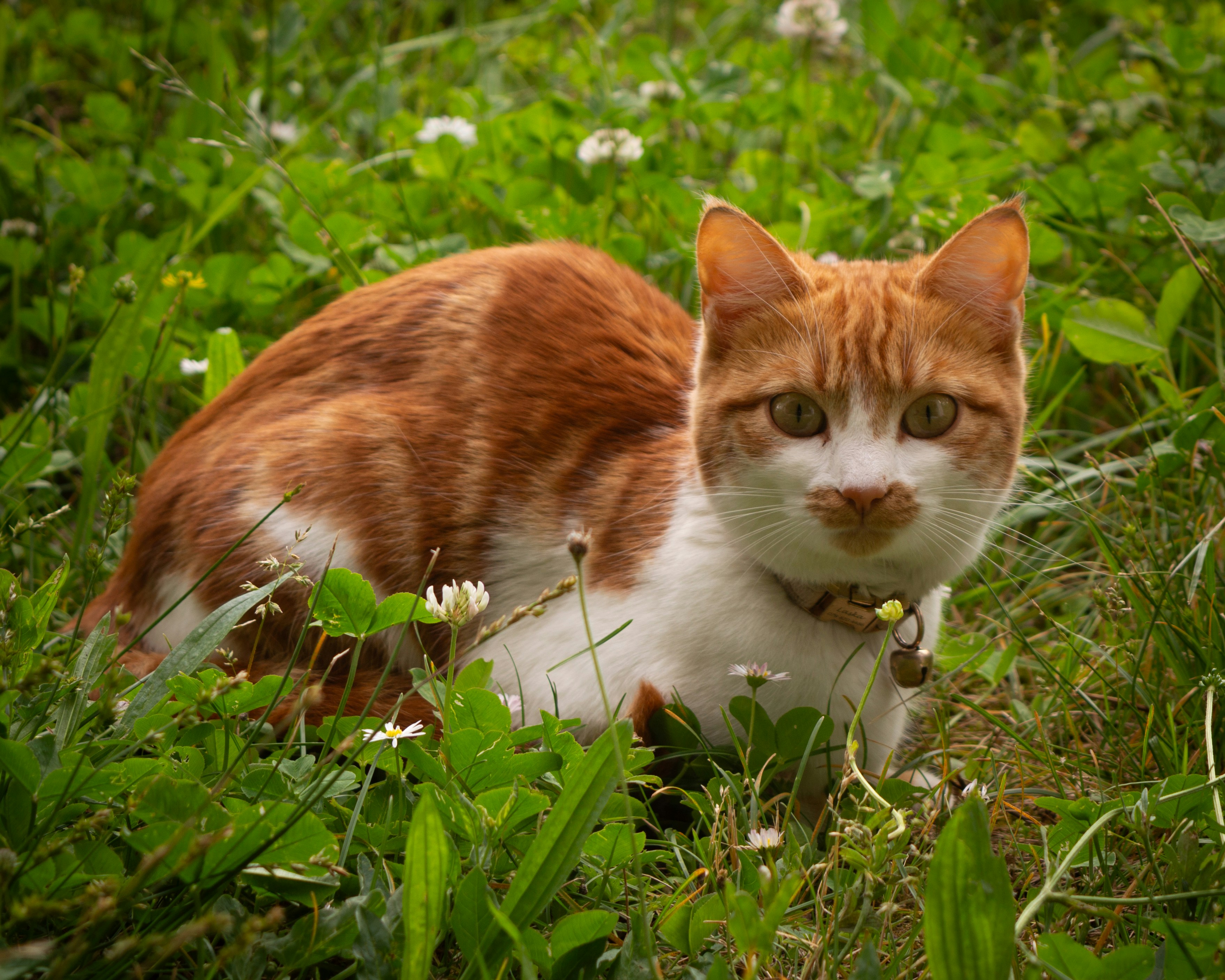 My first photo using a DSLR, and an editing software, of a neighborhood cat that strolls around our garden.