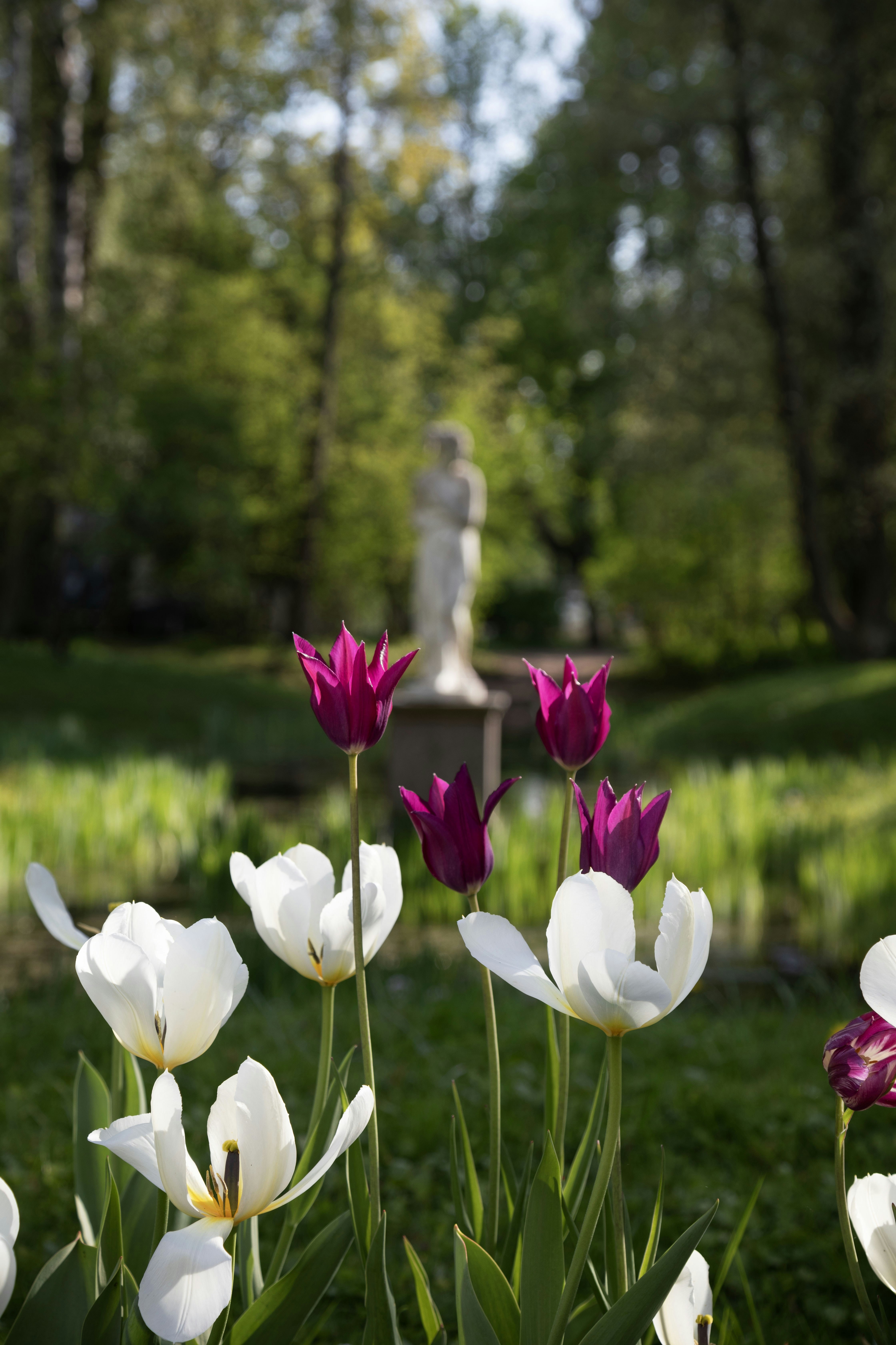 Blooming foreground and a distant statue in a sunlit park