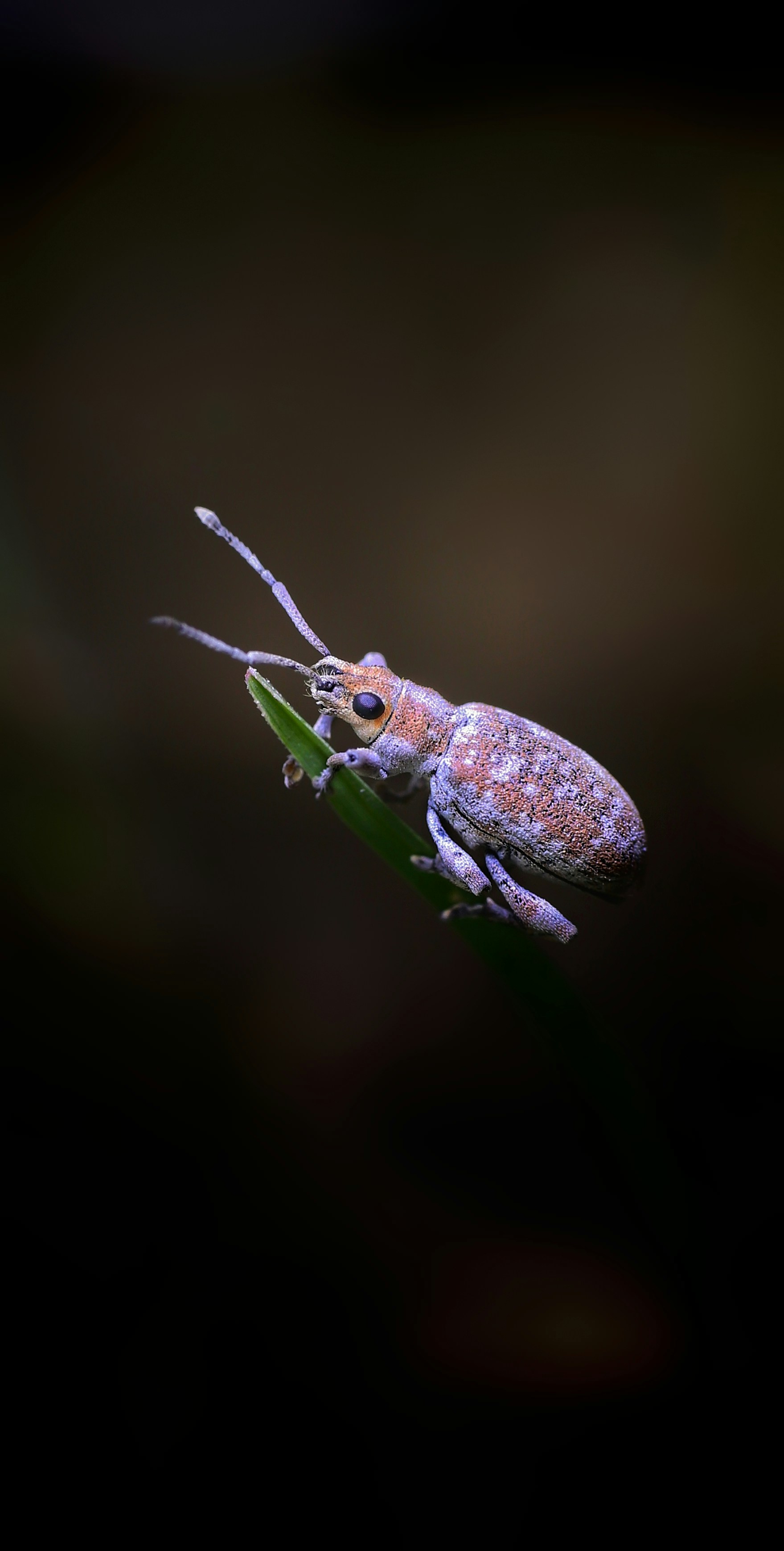 Frosted Long-Nosed Weevil Clinging to a Narrow Leaf