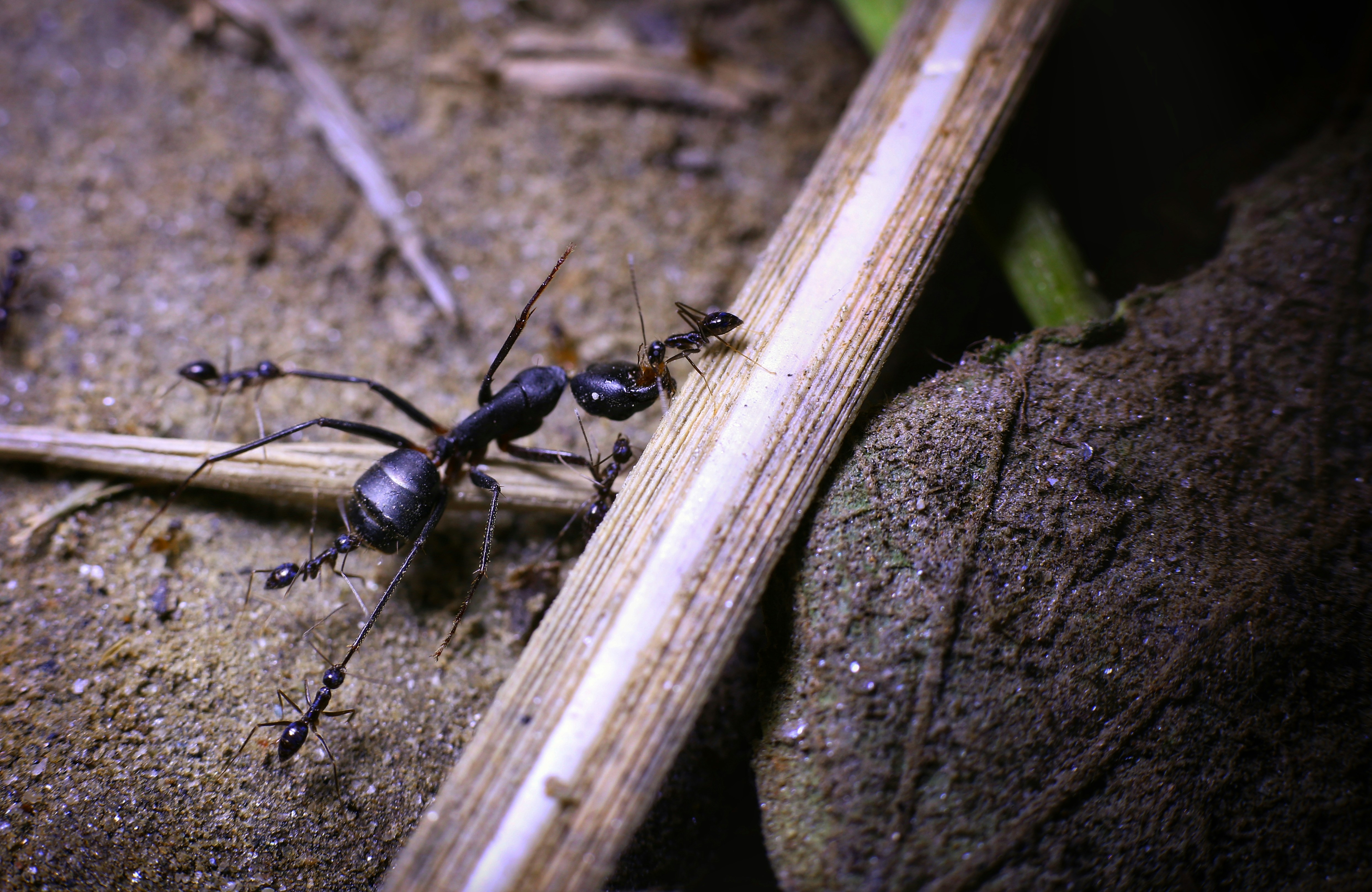 The Intricate Dance of Ants: Nature's Tiny Titans