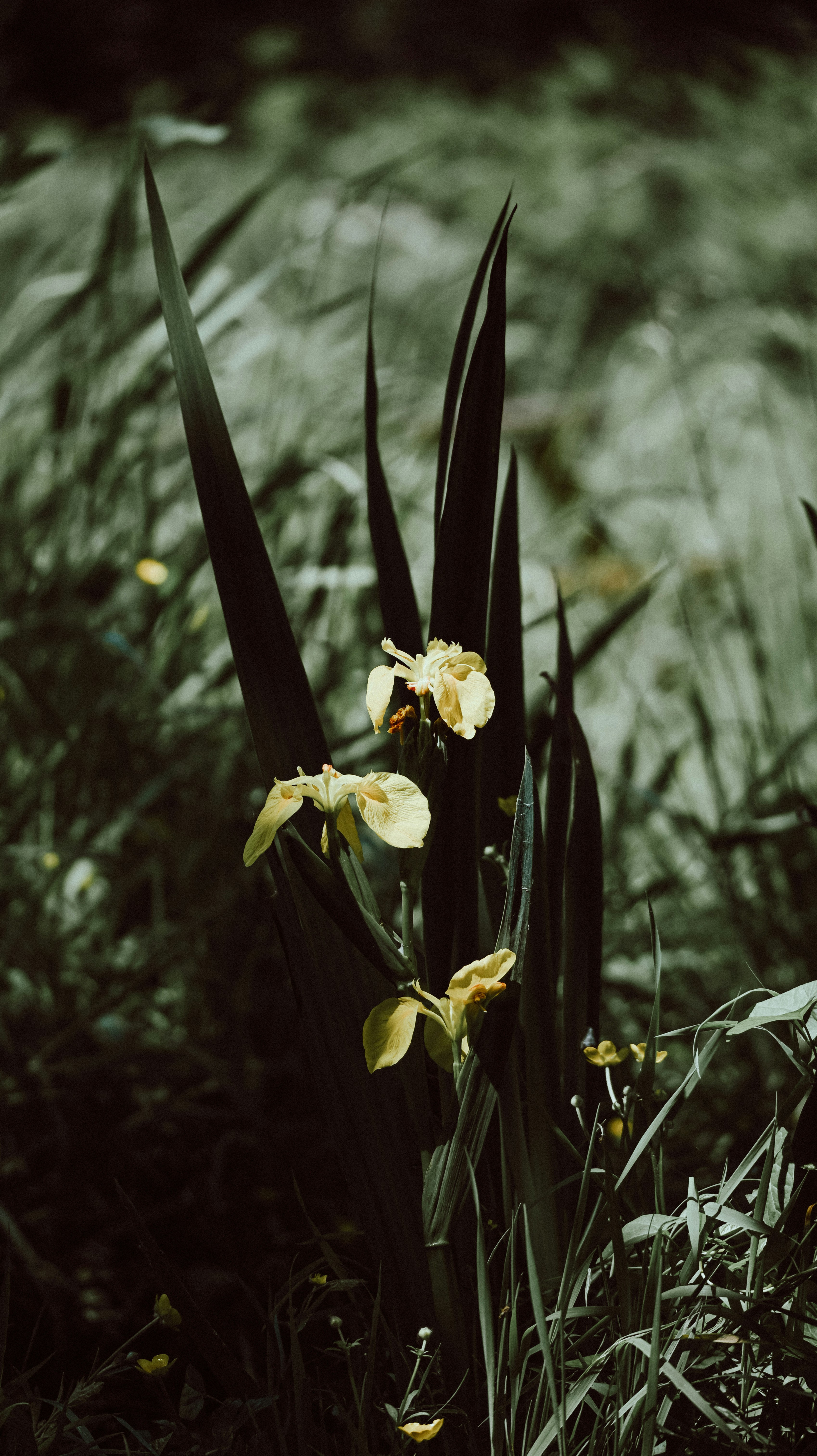 Yellow Iris in Quiet Green: A Shallow-Field Moment