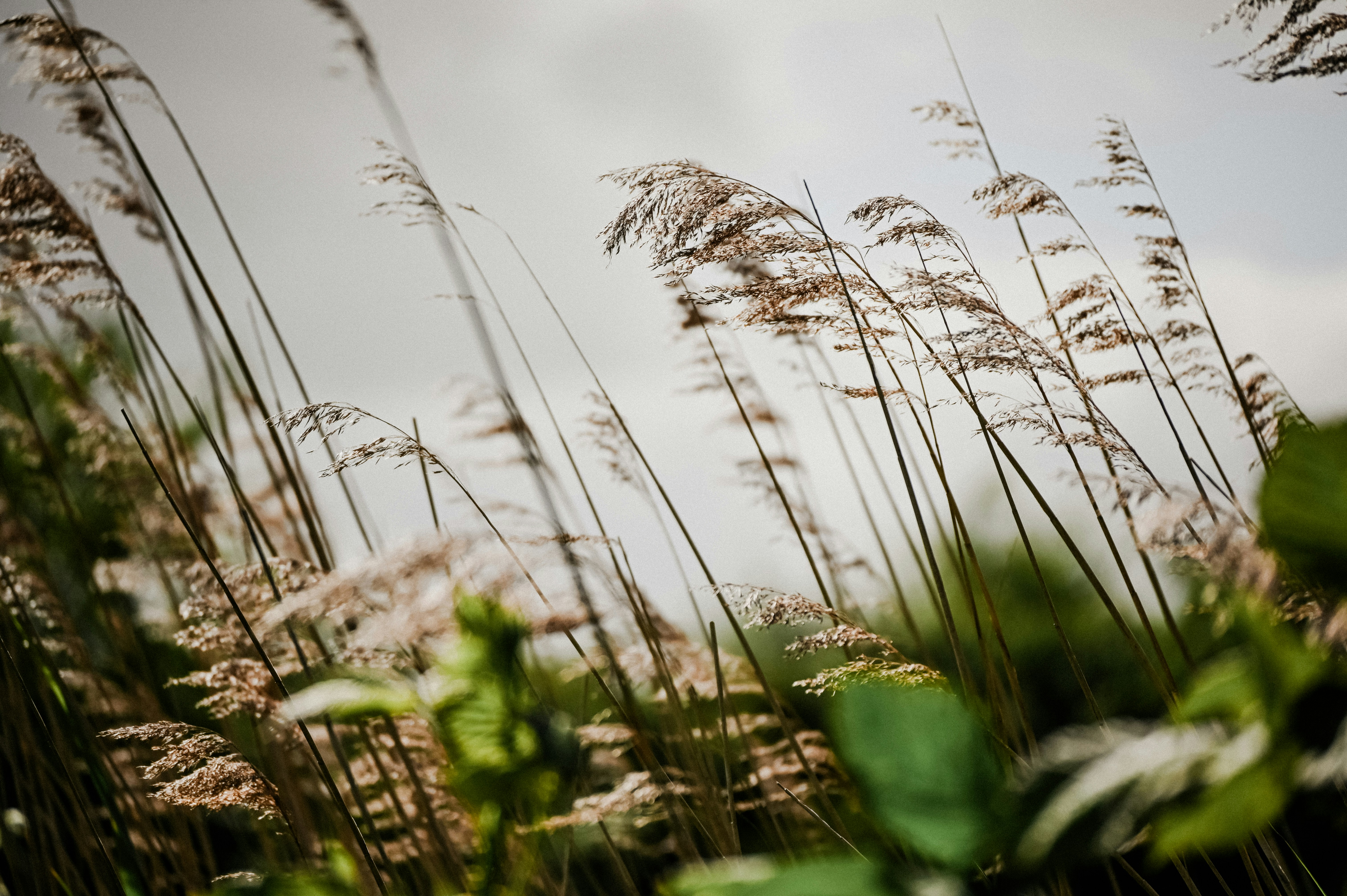 RSPB Hamwall | Tall grasses swaying in the wind under a cloudy sky.