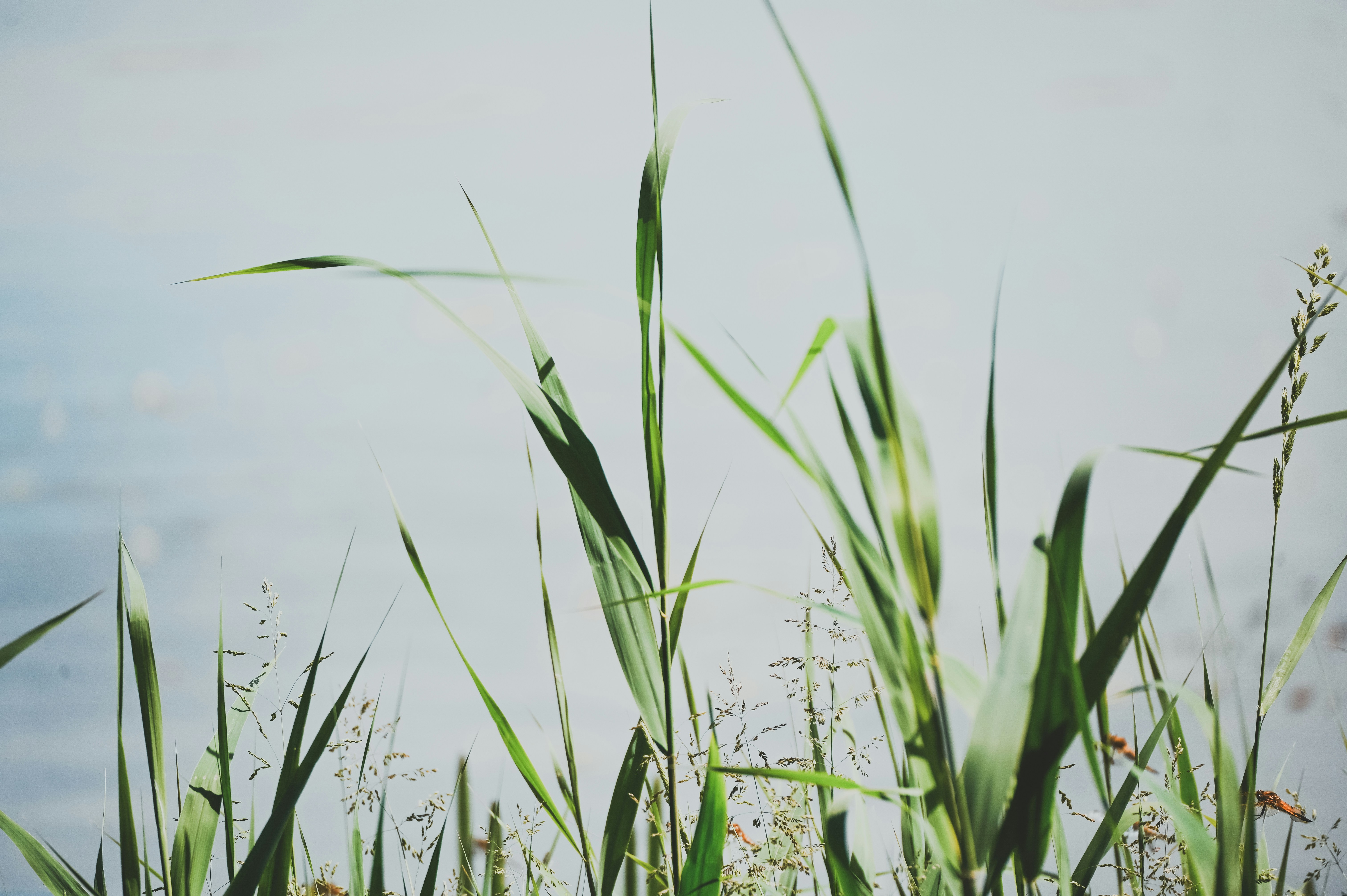 Graceful green grasses swaying gently by the water's edge, capturing the serenity of a natural landscape.