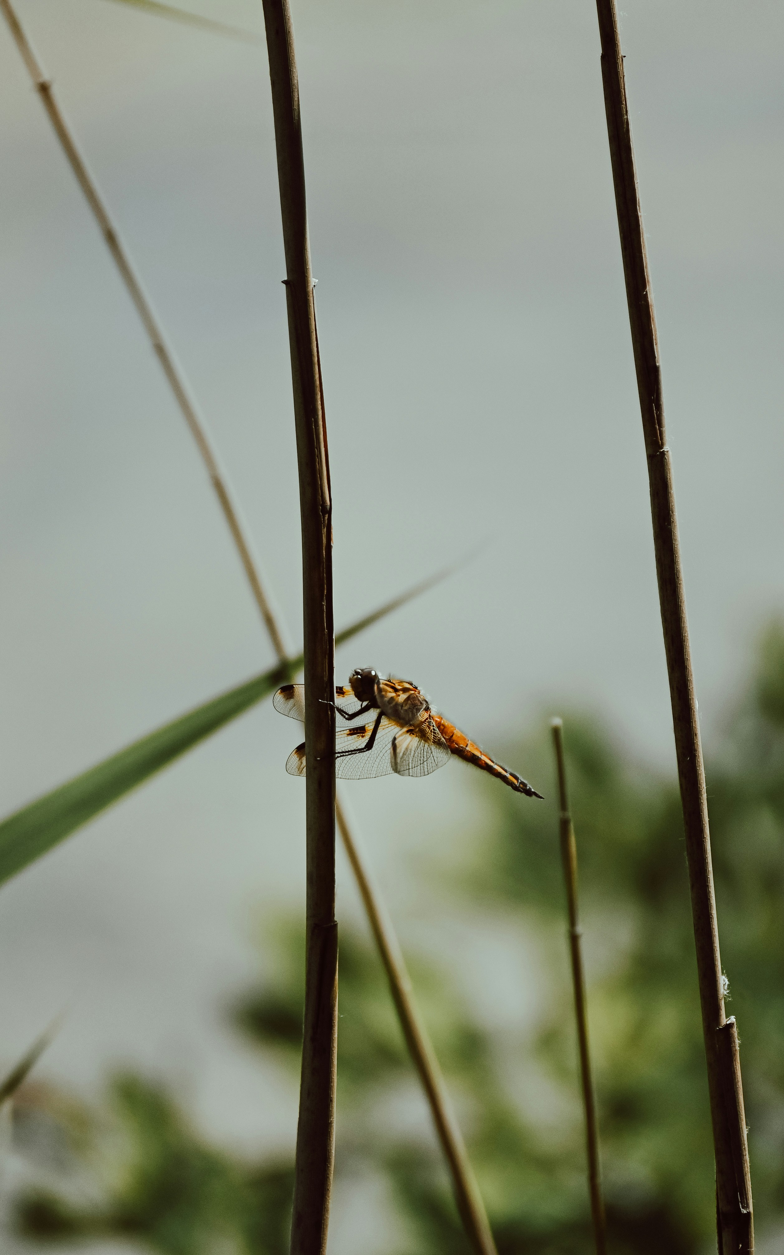 Dragonfly perched on a slender reed, showcasing intricate wing details against a soft, blurred background.