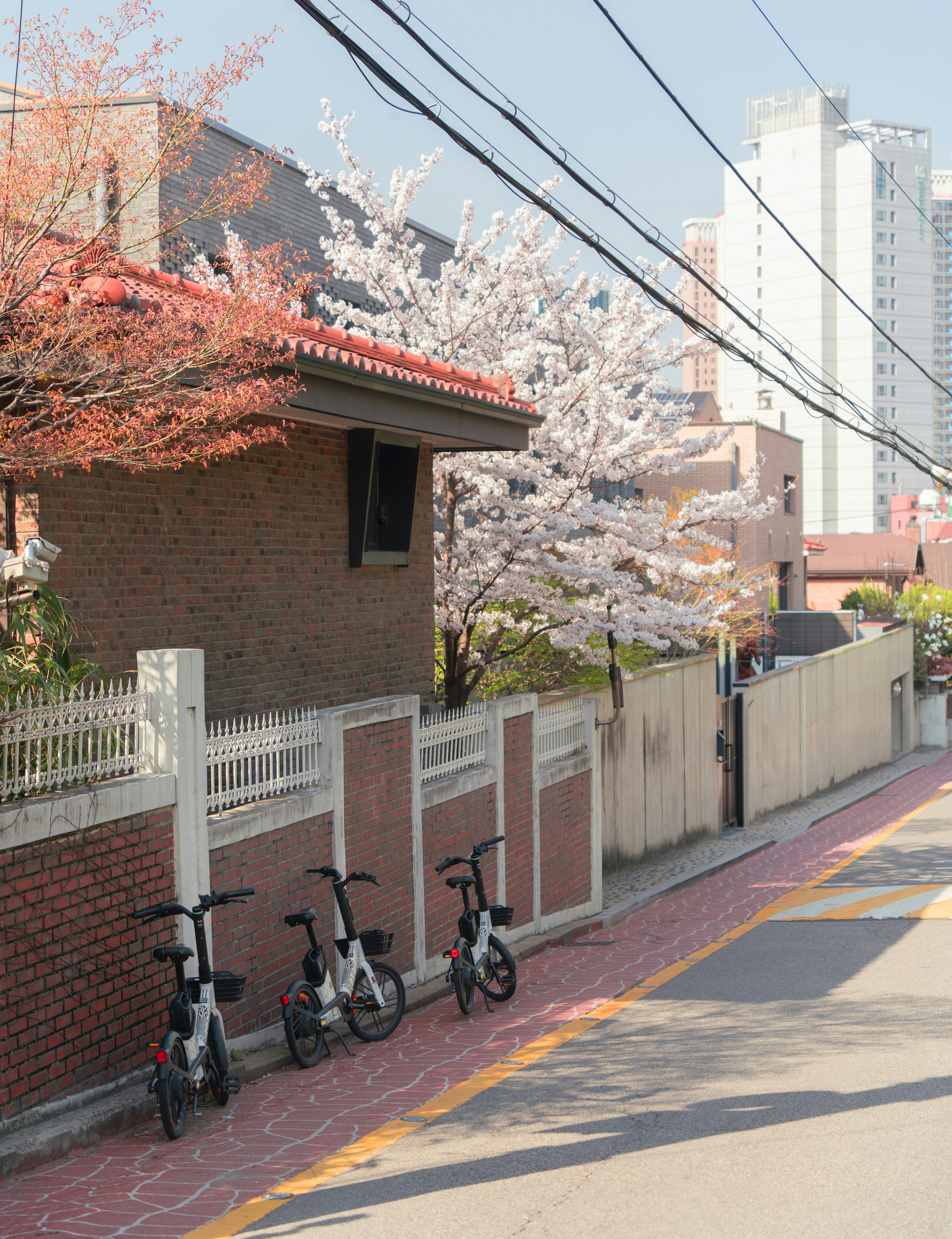 City Orchard: Cherry Blossoms Framing a Quiet Brick Street
