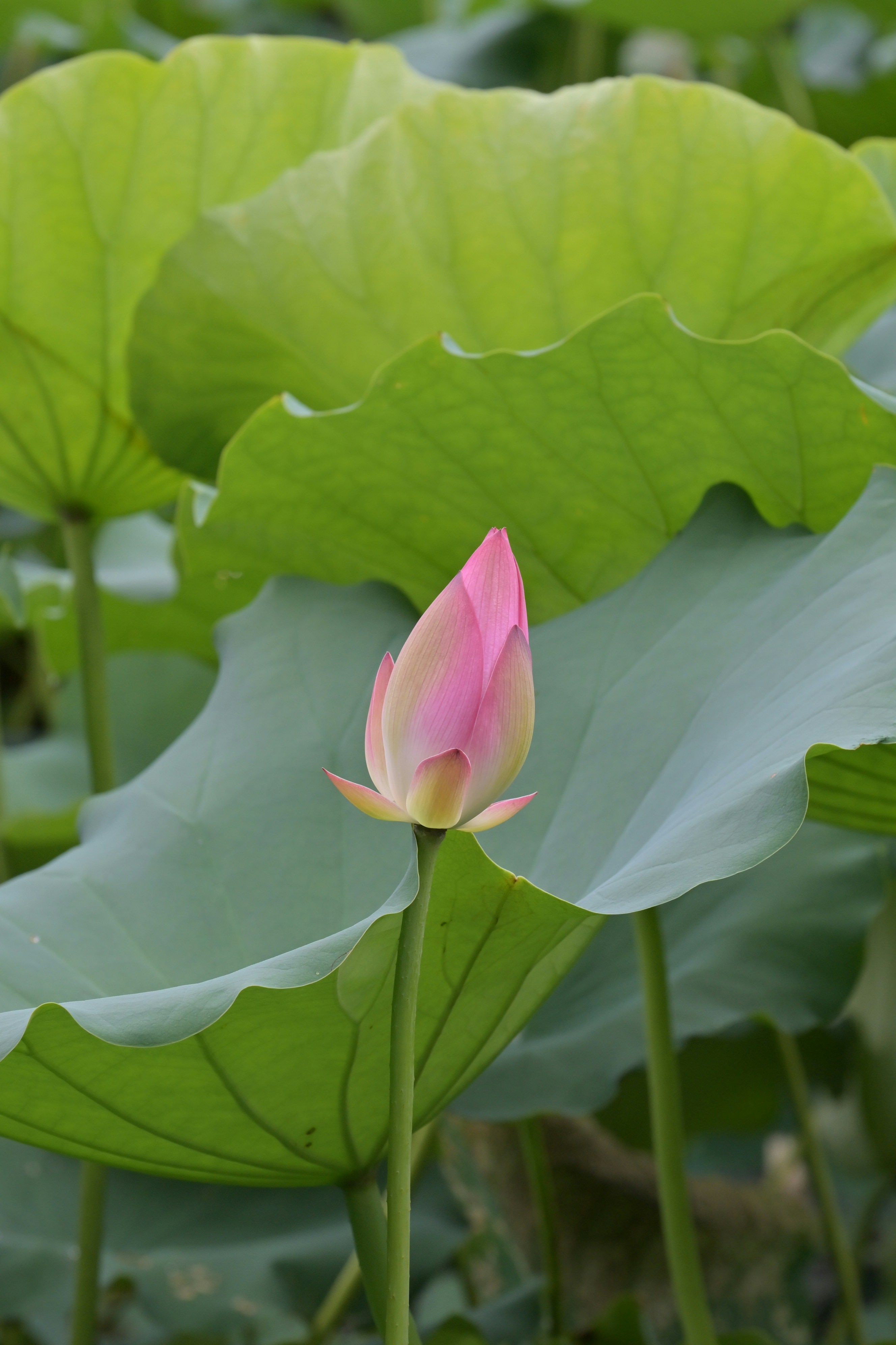 Emerging Pink Lotus Bud Among Emerald Lotus Pads