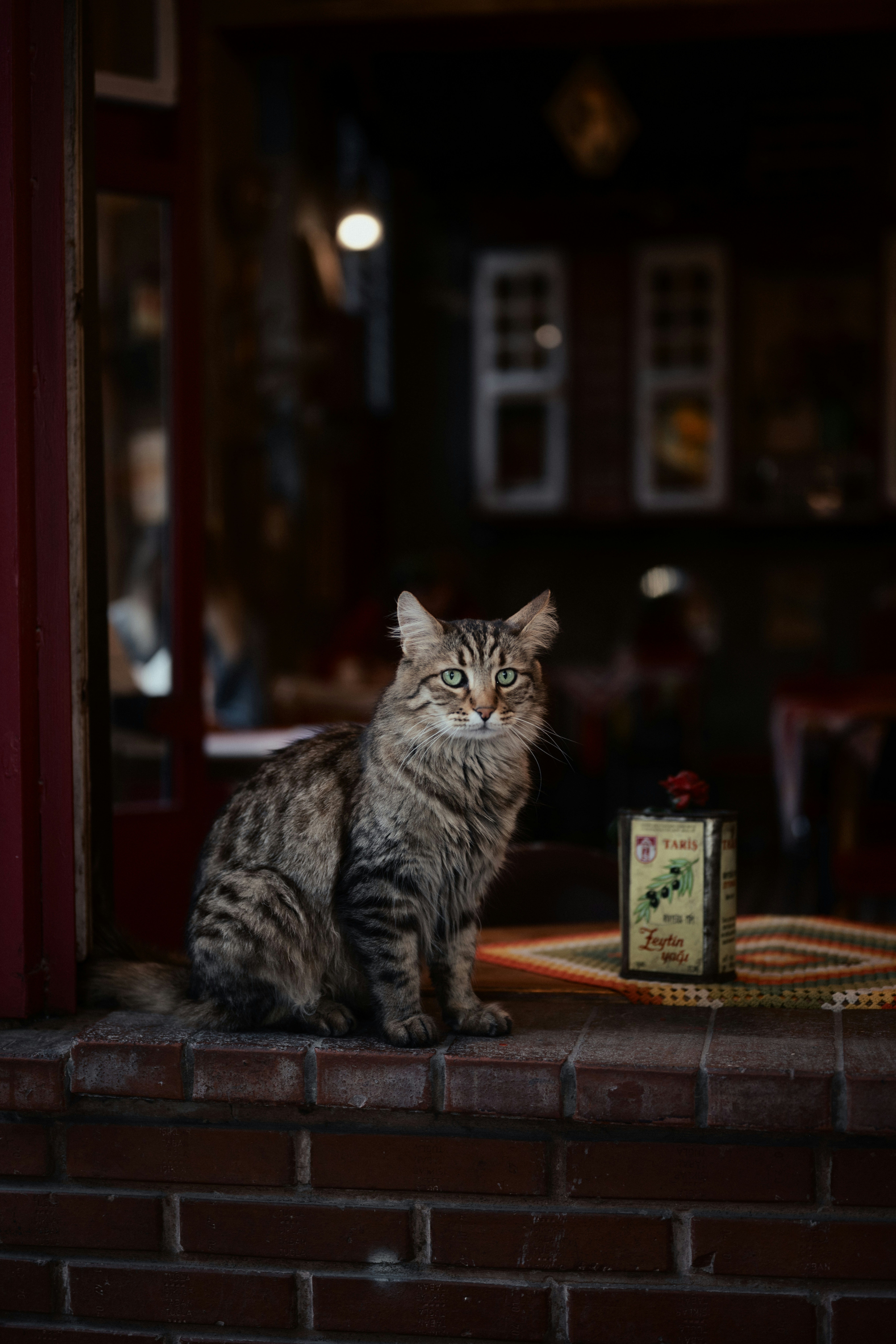 A majestic tabby cat sits elegantly on a brick ledge, gazing curiously at the surroundings, with a vintage can beside it.