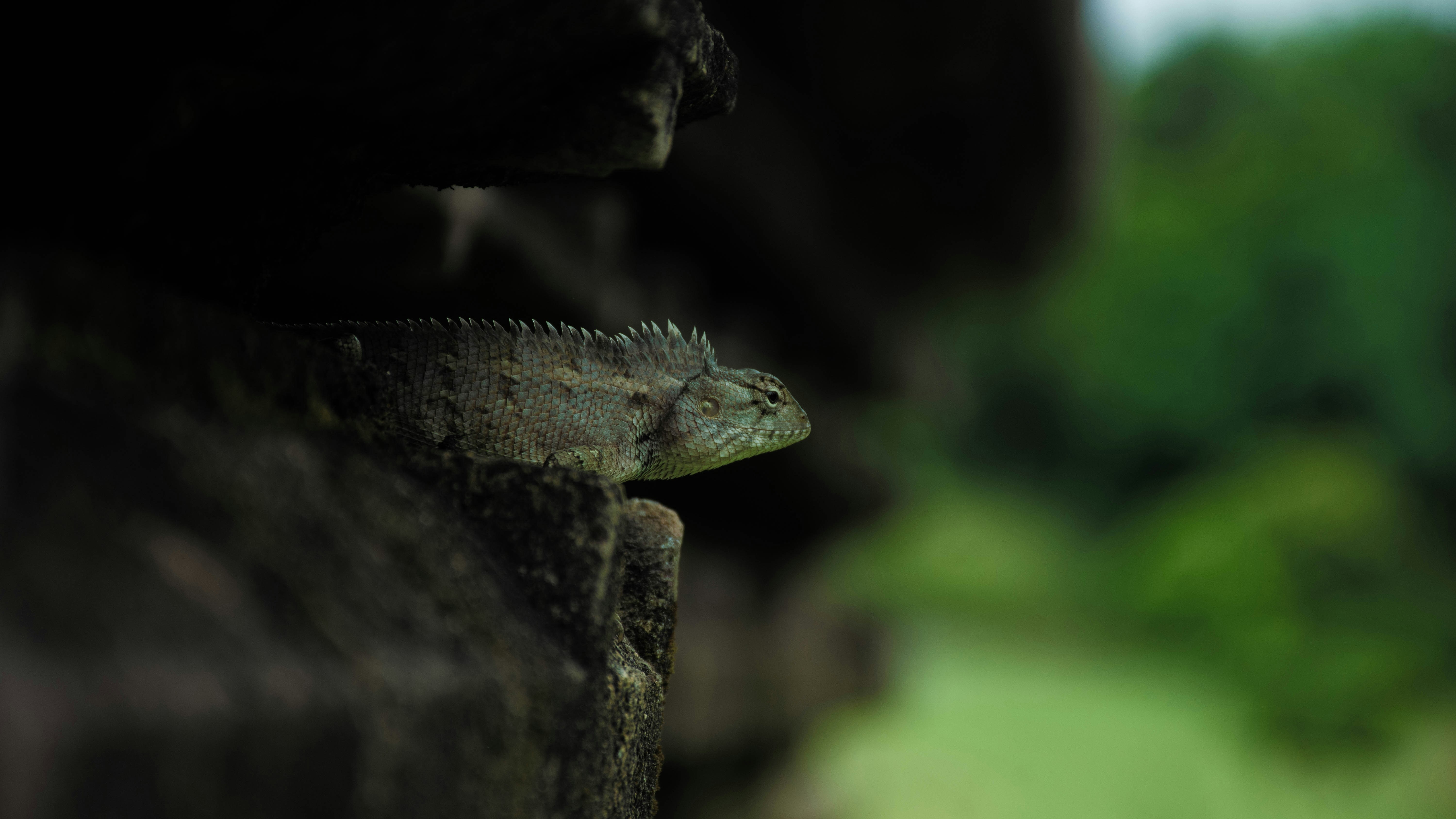 A lizard perches on a stone structure.