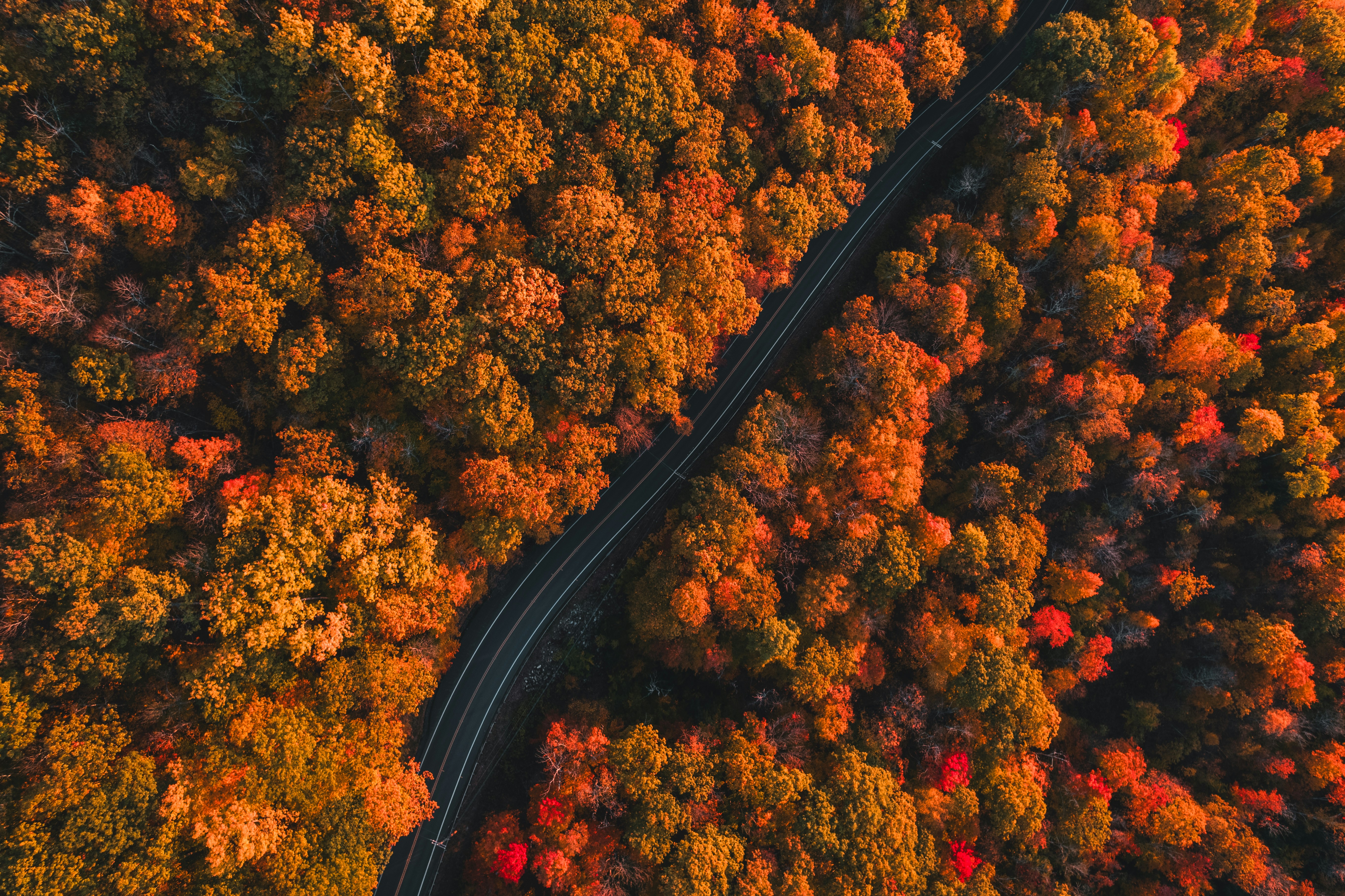 Aerial view of a winding road surrounded by vibrant autumn foliage, showcasing a tapestry of orange, red, and yellow leaves. The scene captures the essence of fall's transition.