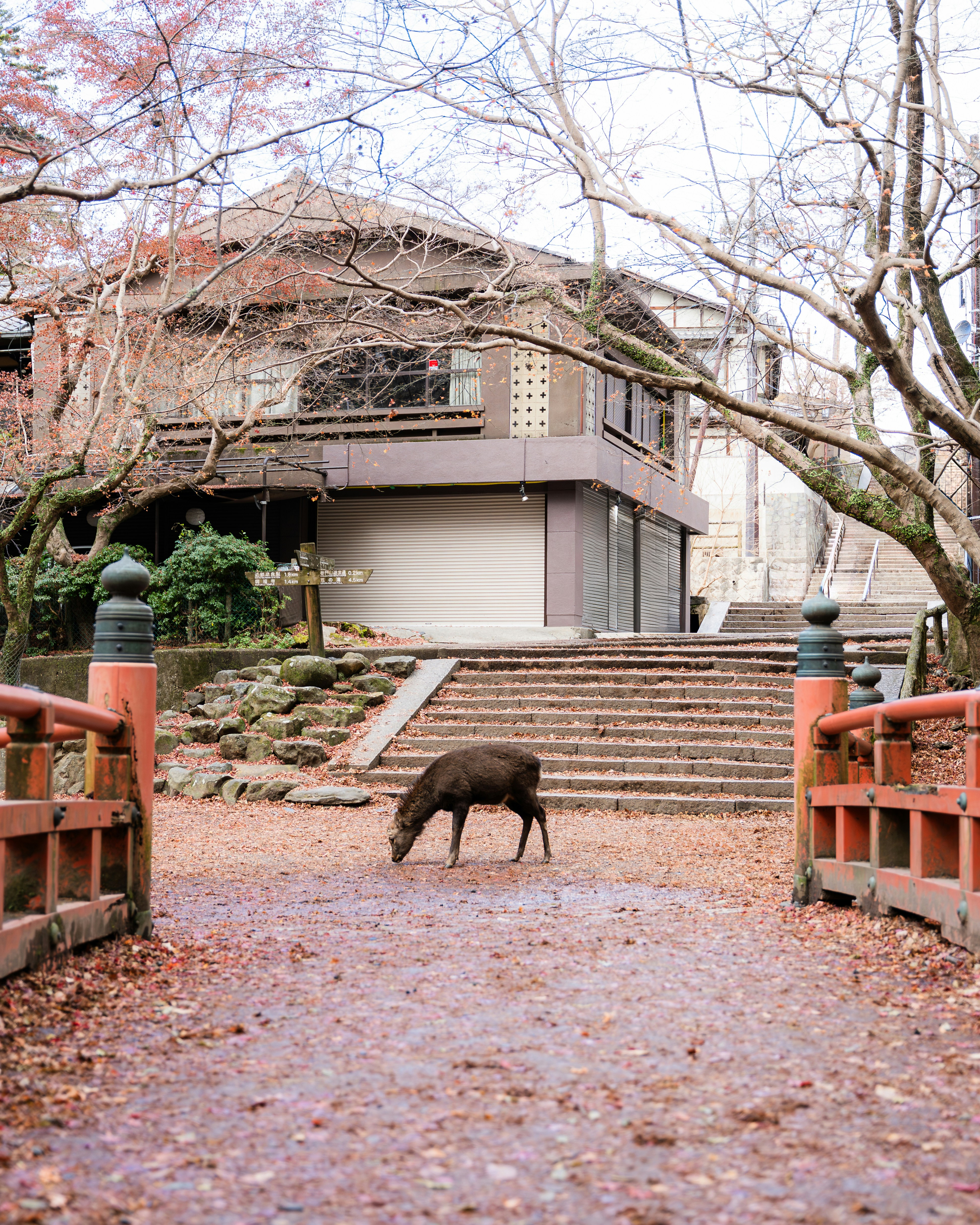 In the Heart of Nara, even the deer seem to pause and reflect.