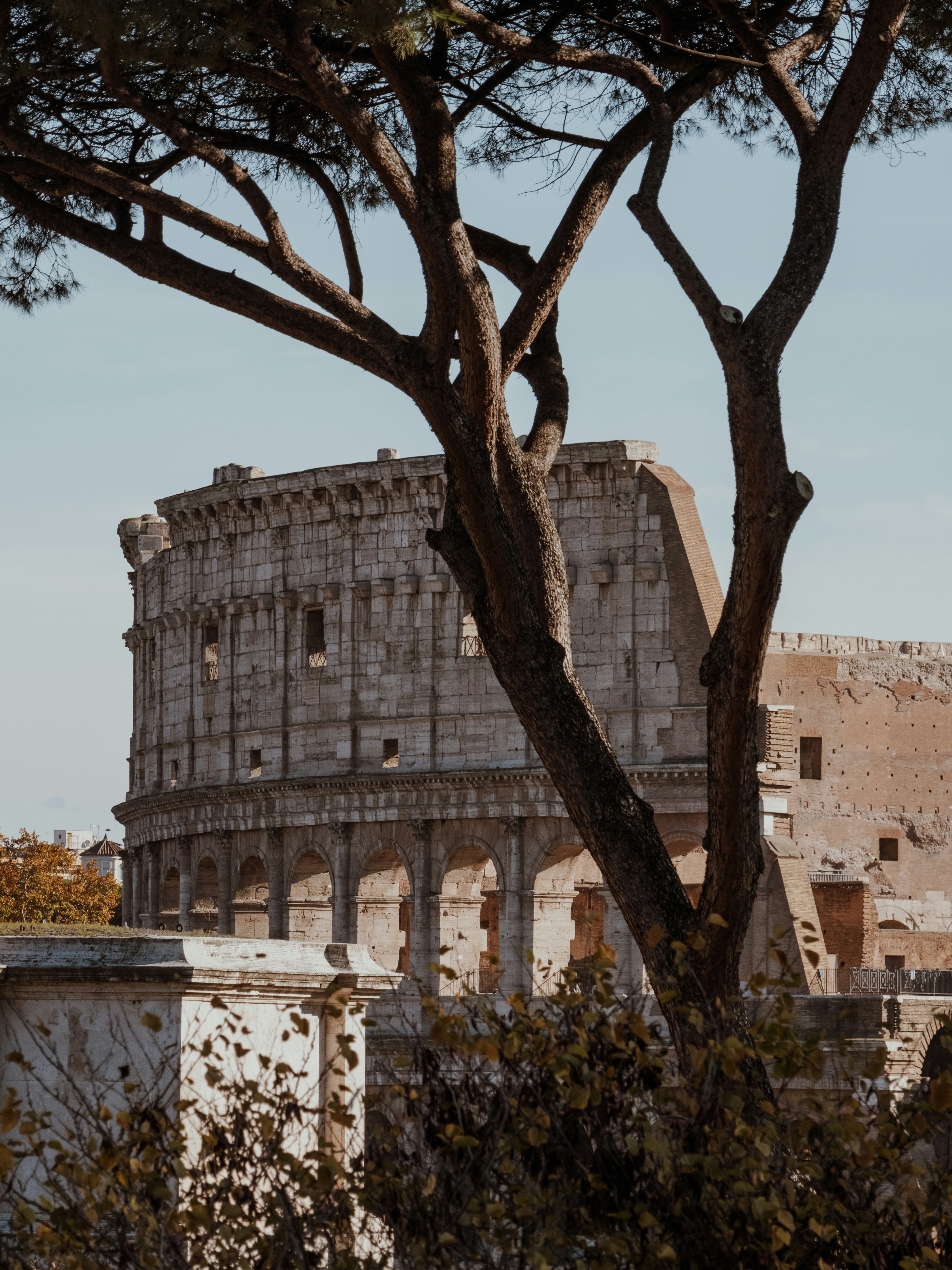 The Roman Colosseum hiding behing a tree