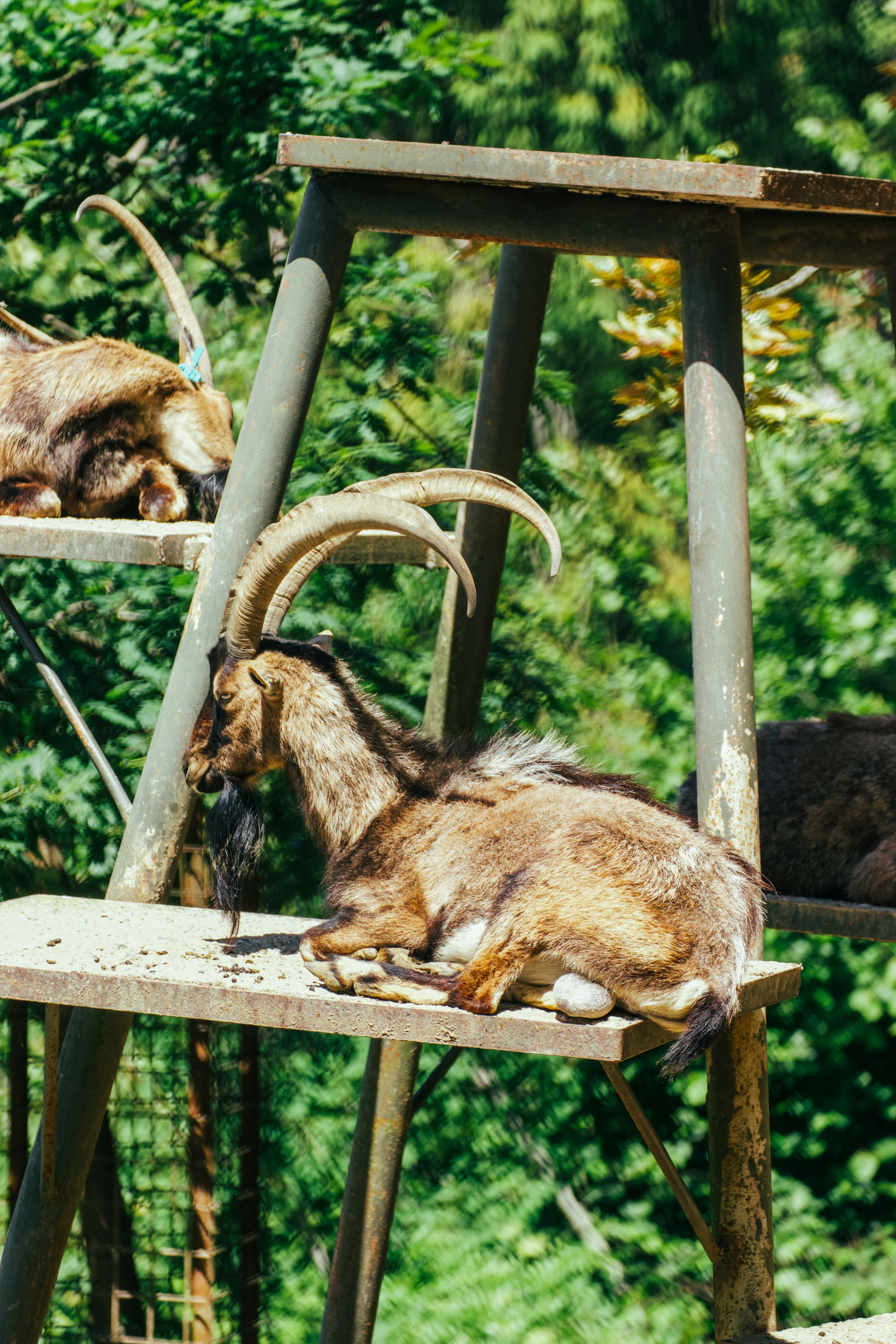 Iron-Platform Quiet: Goats at Rest in a Verdant Clearing