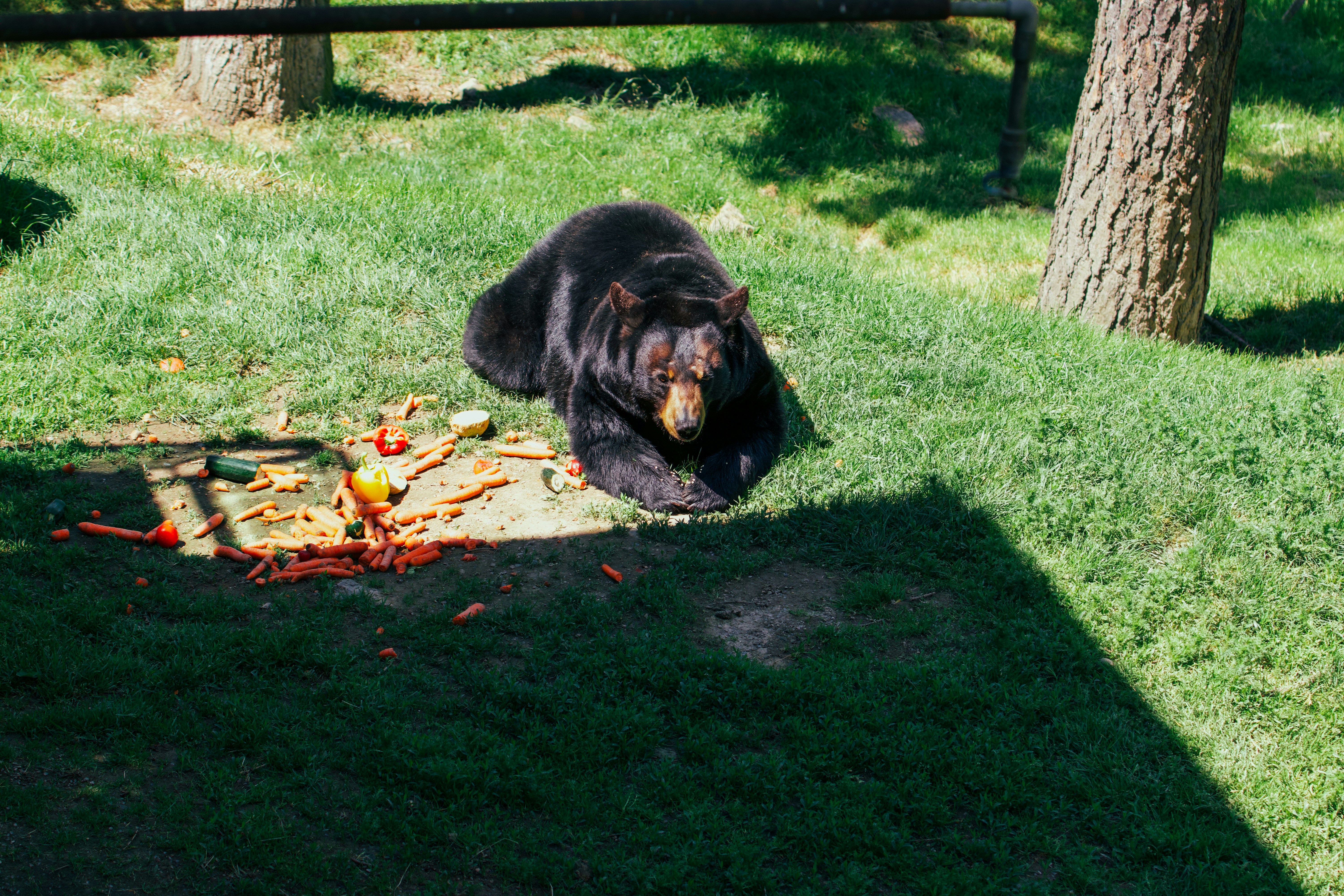 Black bear lounging on grassy patch, surrounded by scattered carrots and an apple. Natural setting captures the bear's relaxed demeanor.