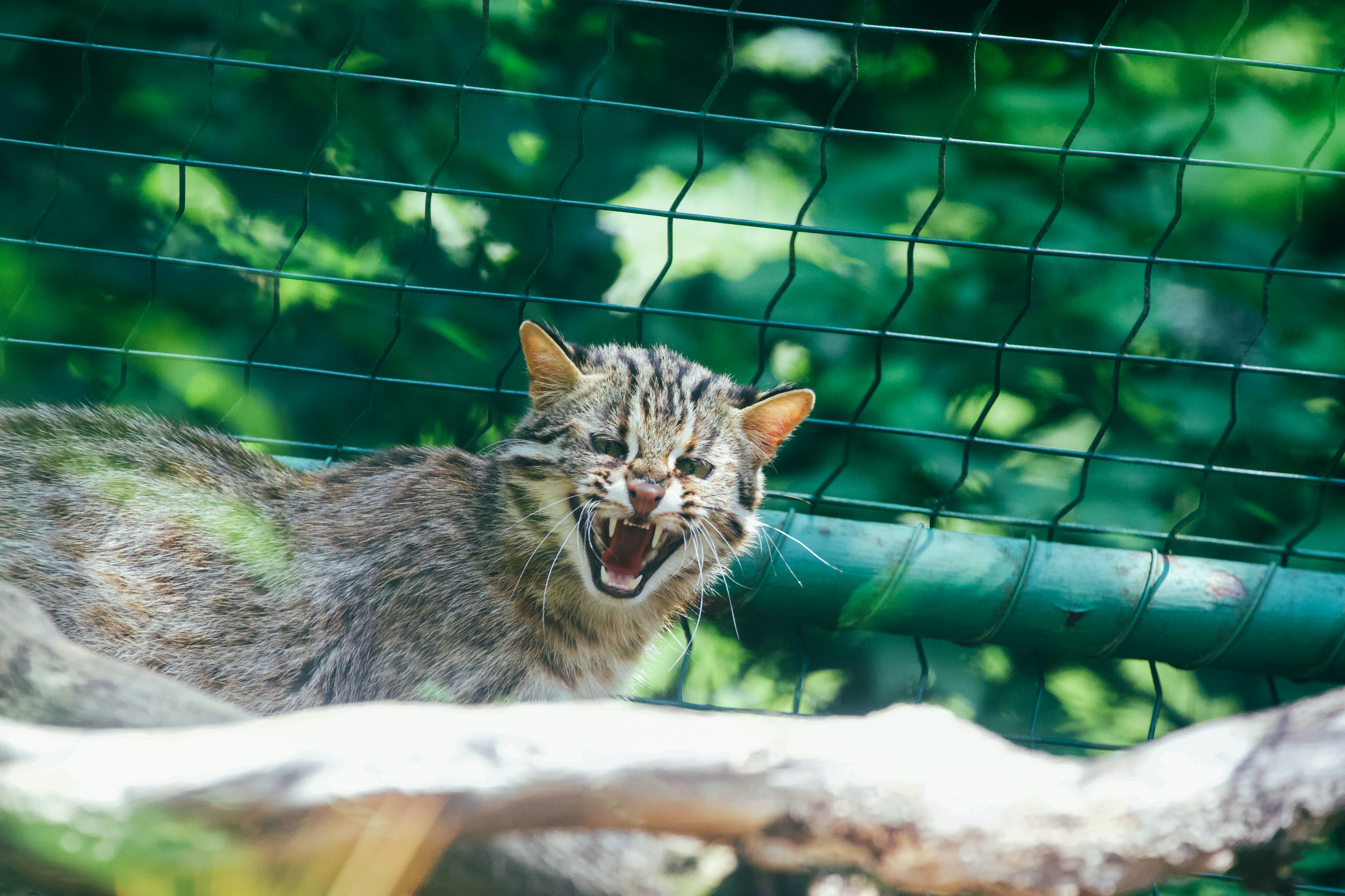 Guarded Grin: a snarling cat framed by green mesh