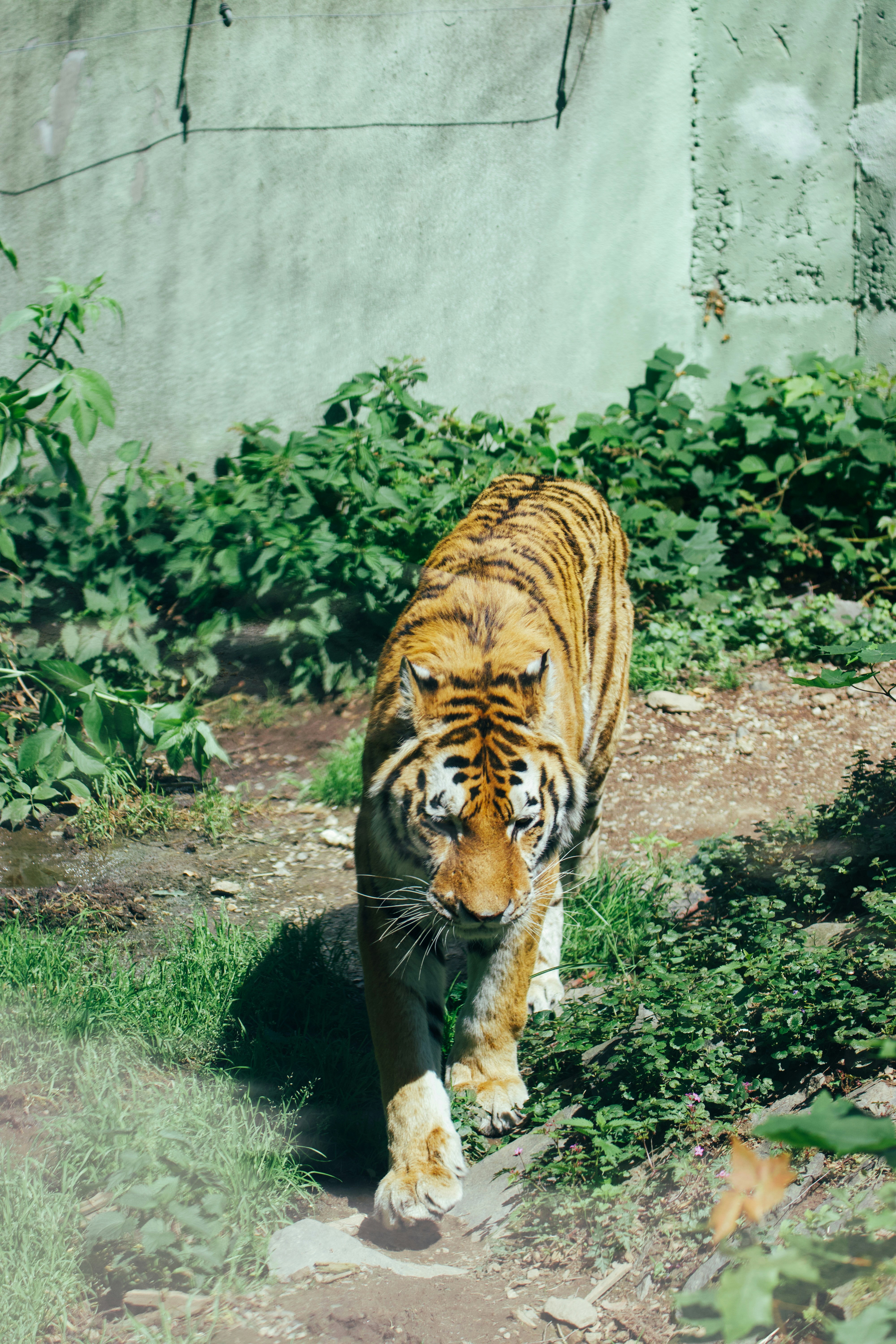 Sunlit Tiger on a Garden Path by a Weathered Concrete Wall