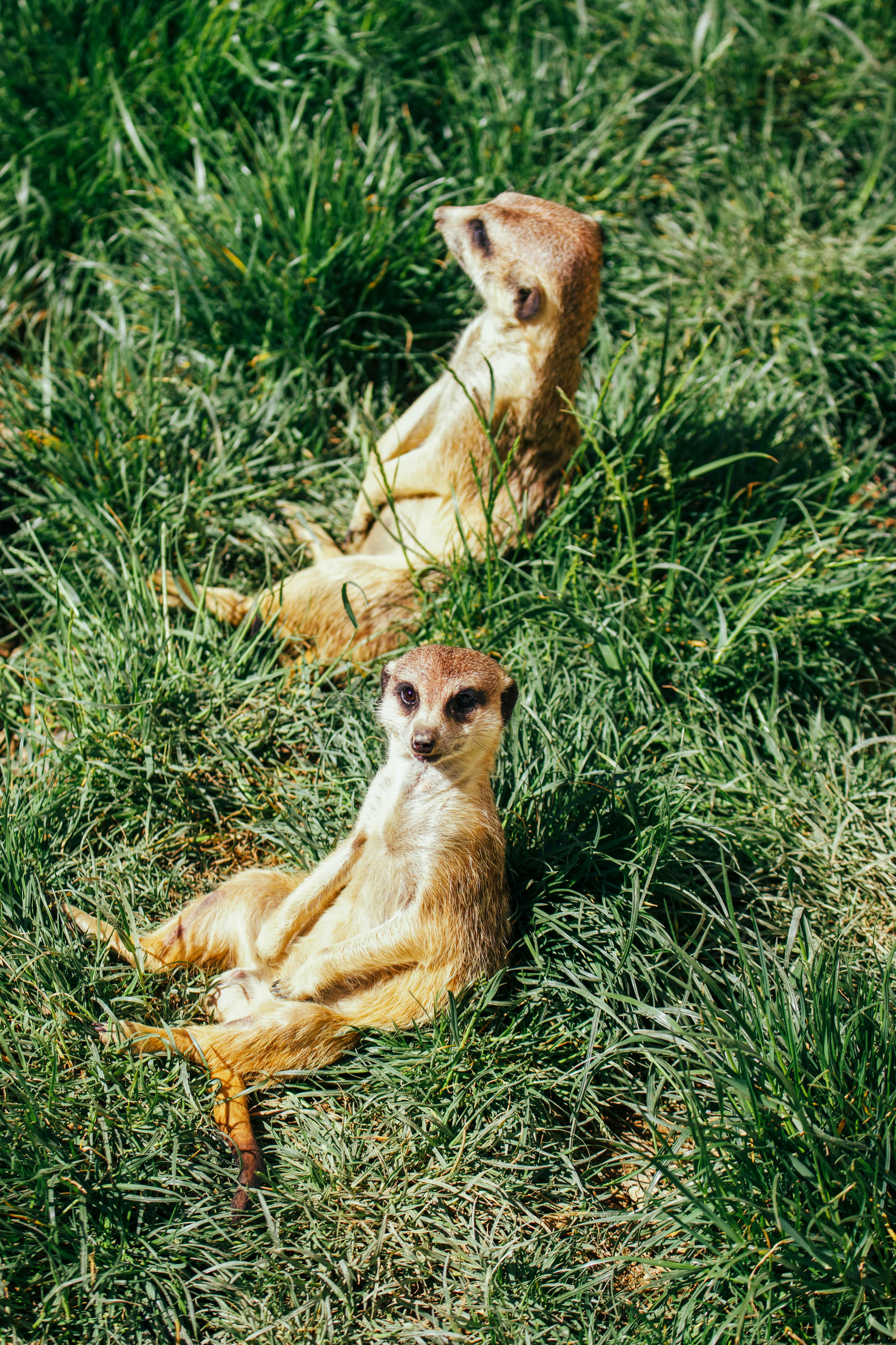 Two meerkats in a sunlit tufted grass hideaway