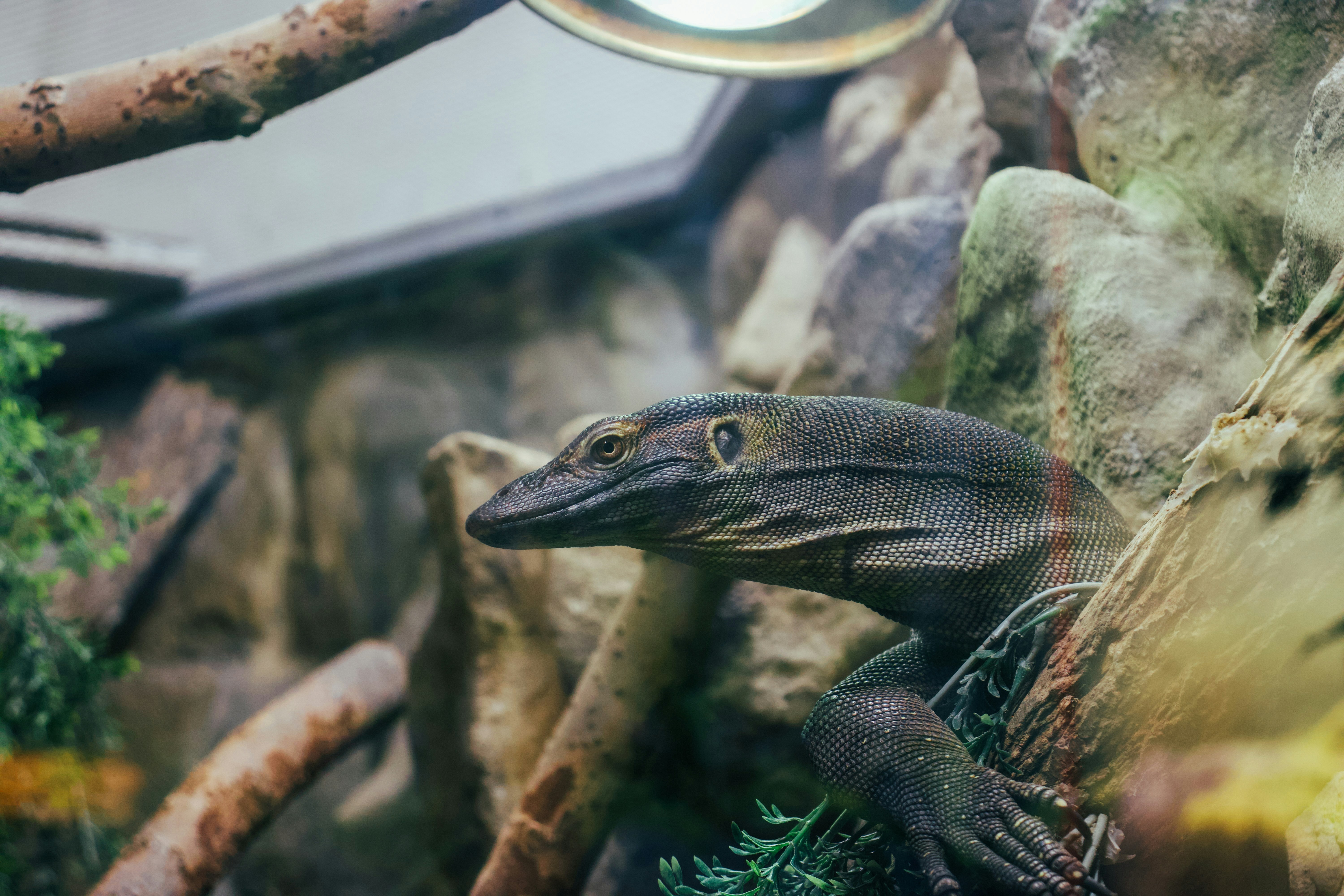 Scaled Sentinel: A Monitor Lizard Scoping Its Enclosure