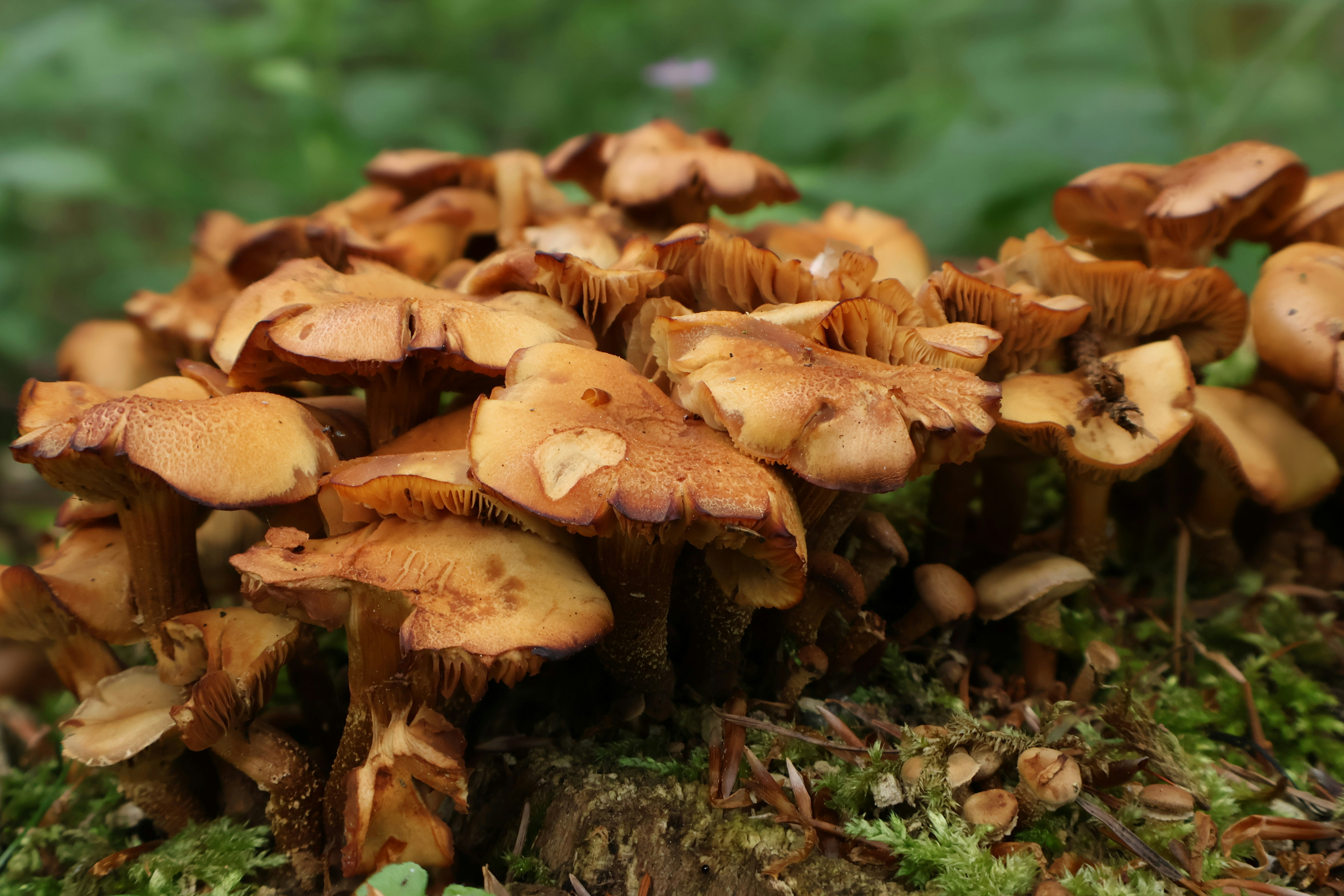 Small details on the ground, totally outside of mushroom season. | Mushrooms cluster together in a vibrant forest.