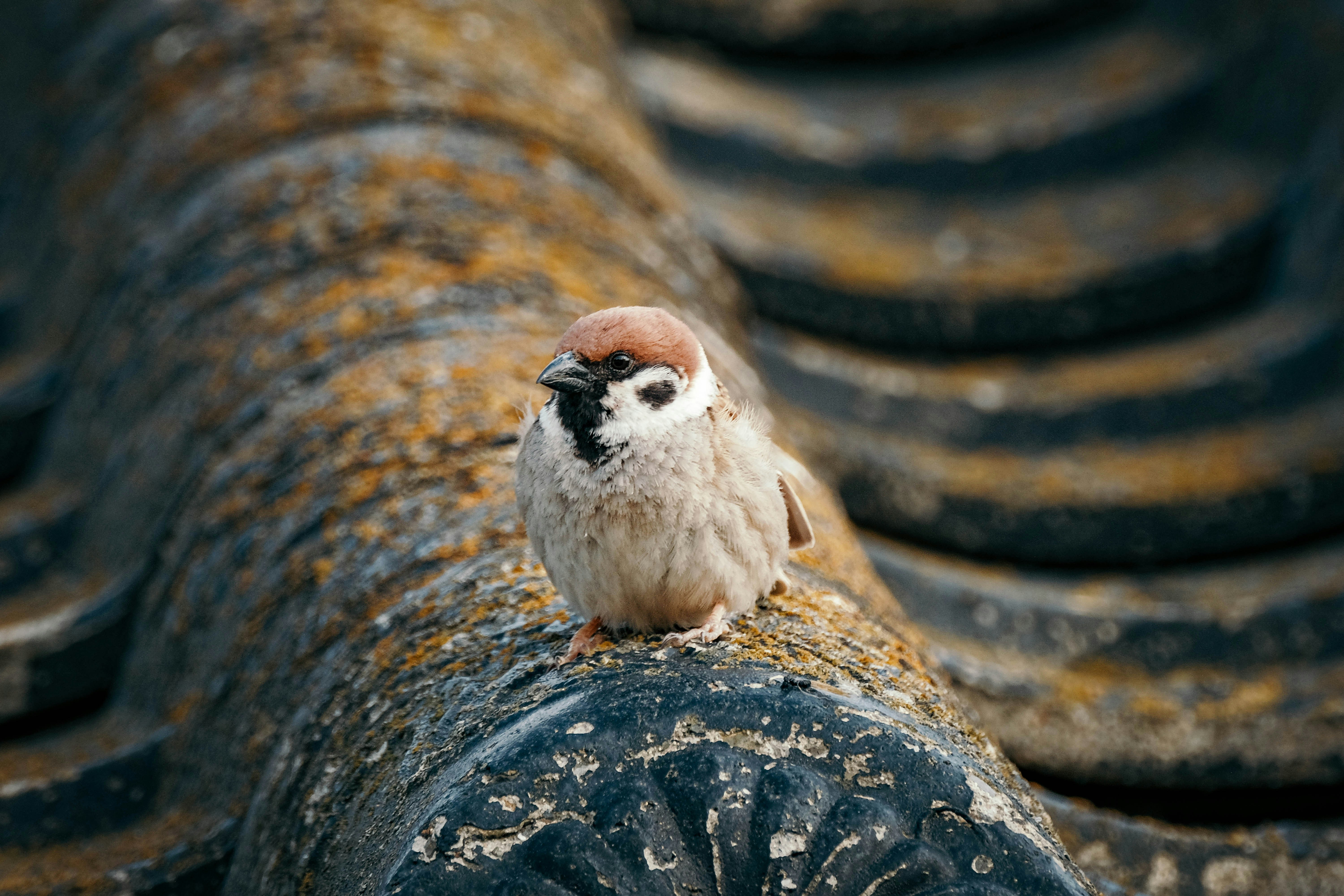 Lichen-kissed Roof: A Patient Sparrow Perches on Weathered Tiles
