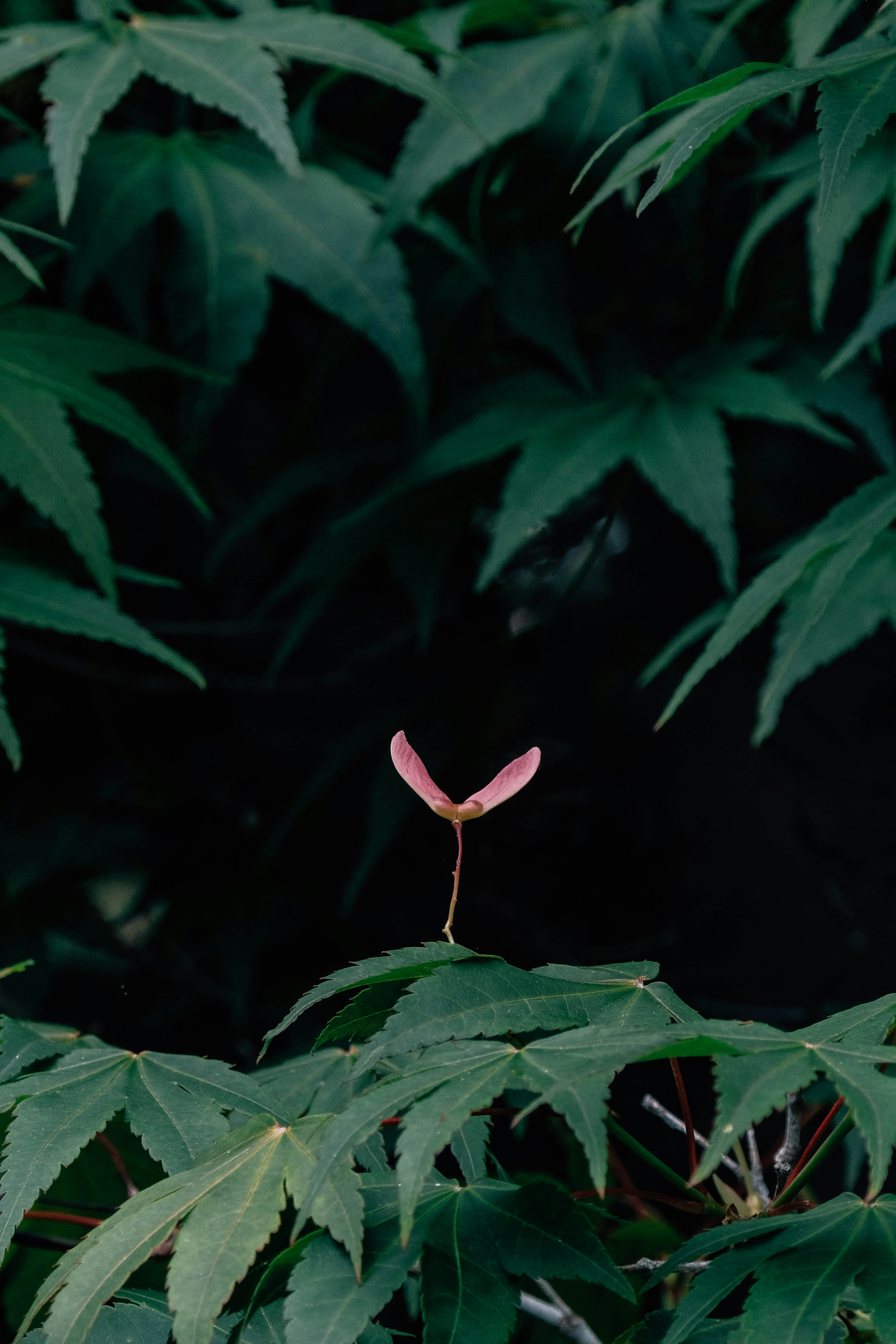One Stem, One Petal: A Quiet Moment Amid Green Fronds