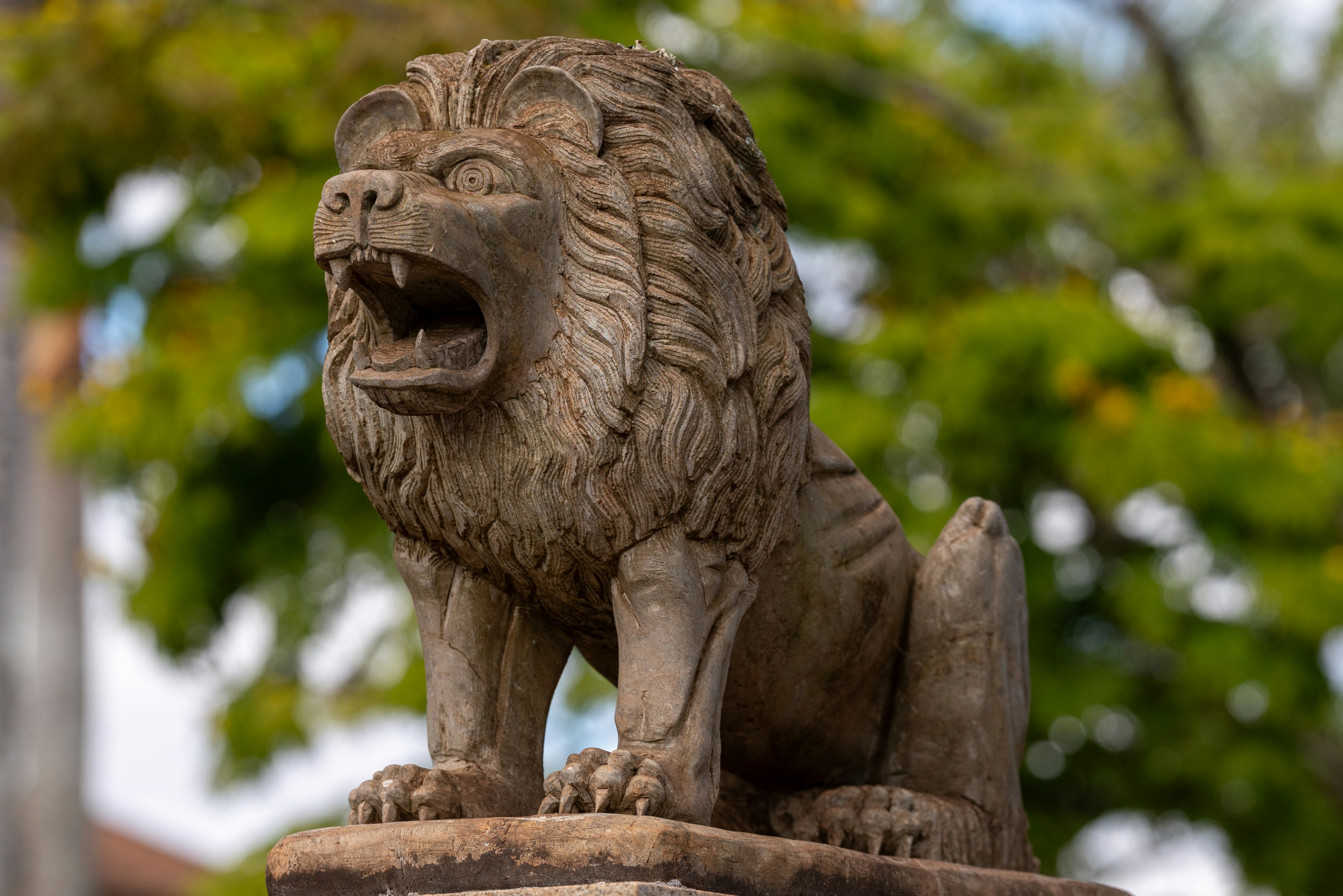 A stone lion statue roars ferociously.