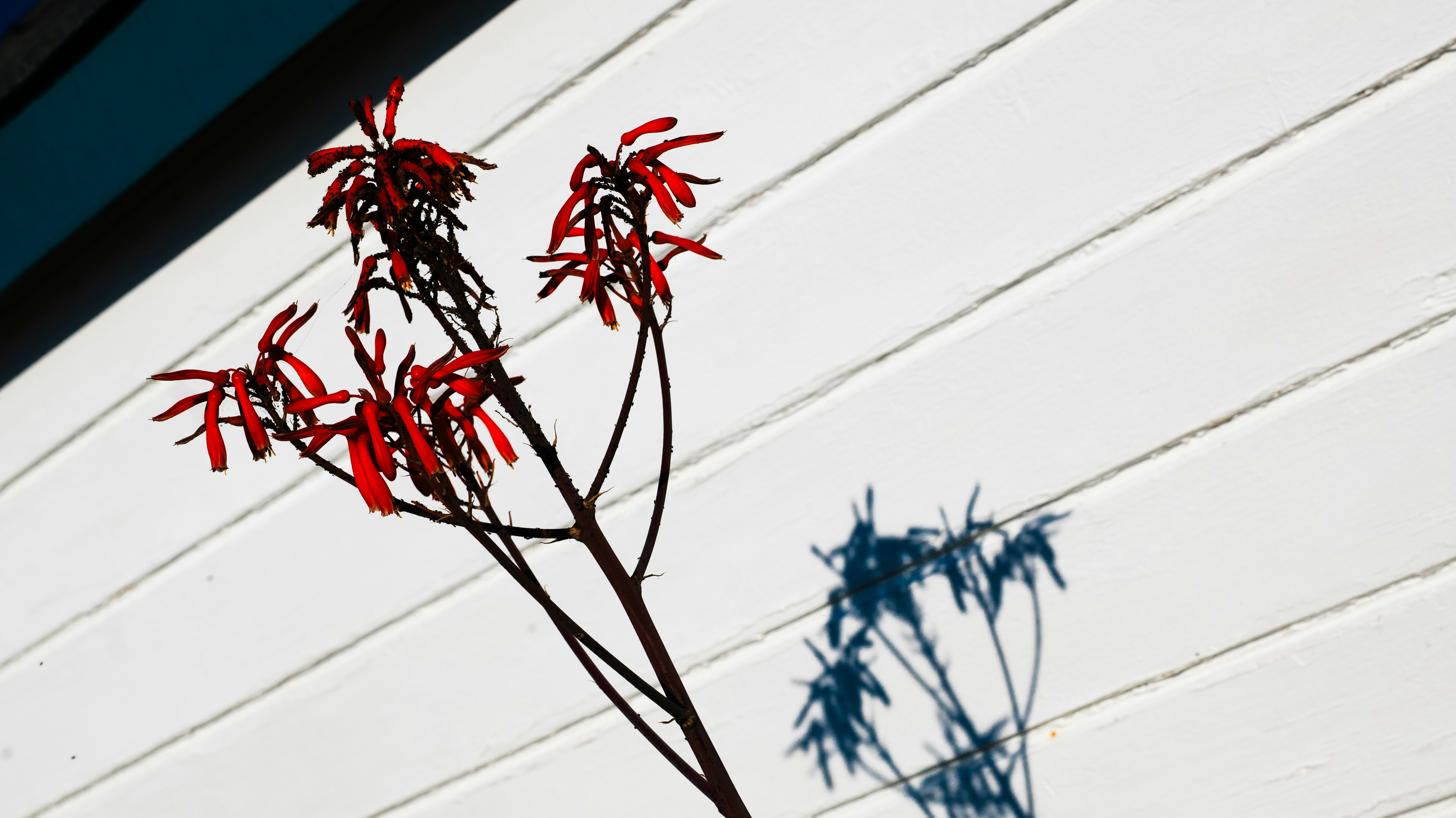 Red-branched bloom against diagonal siding