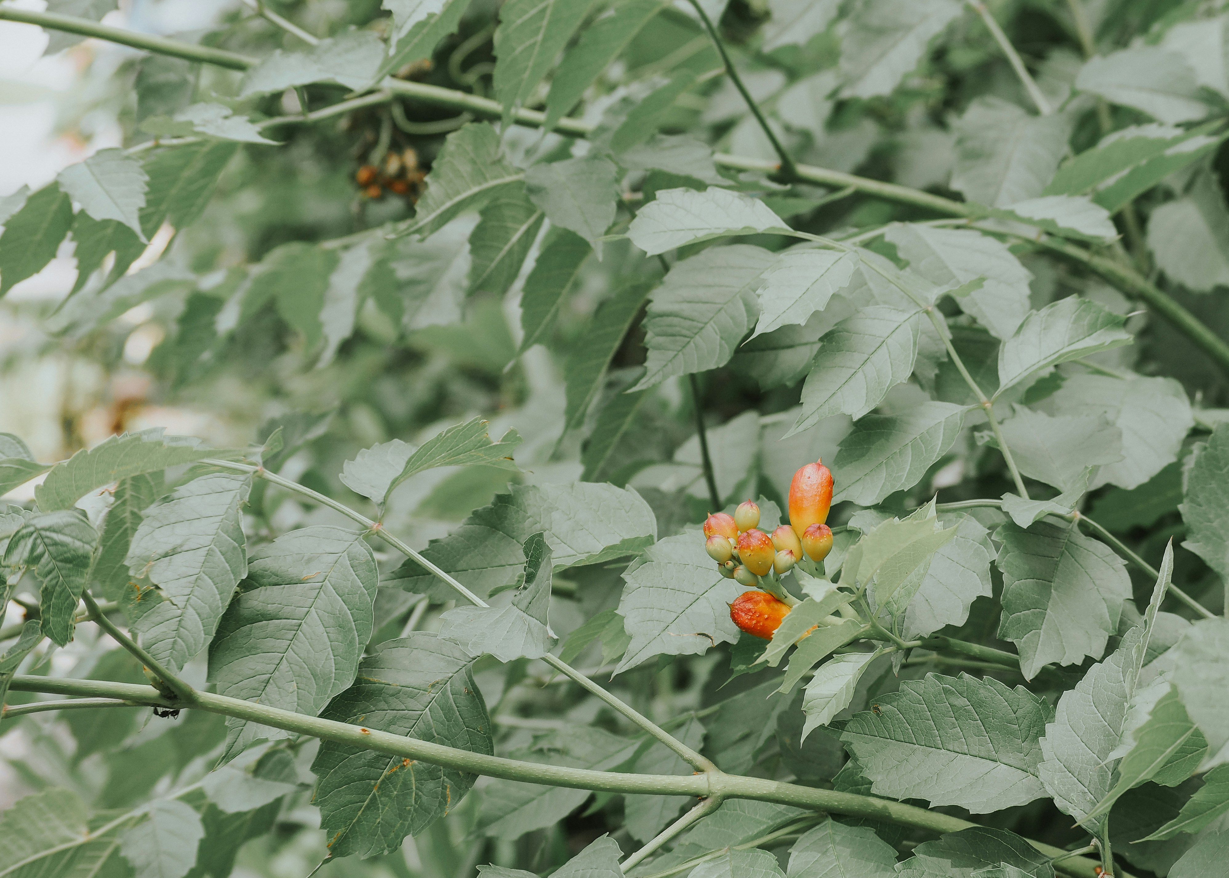 Nature's Subtle Palette: A Study in Green and Orange