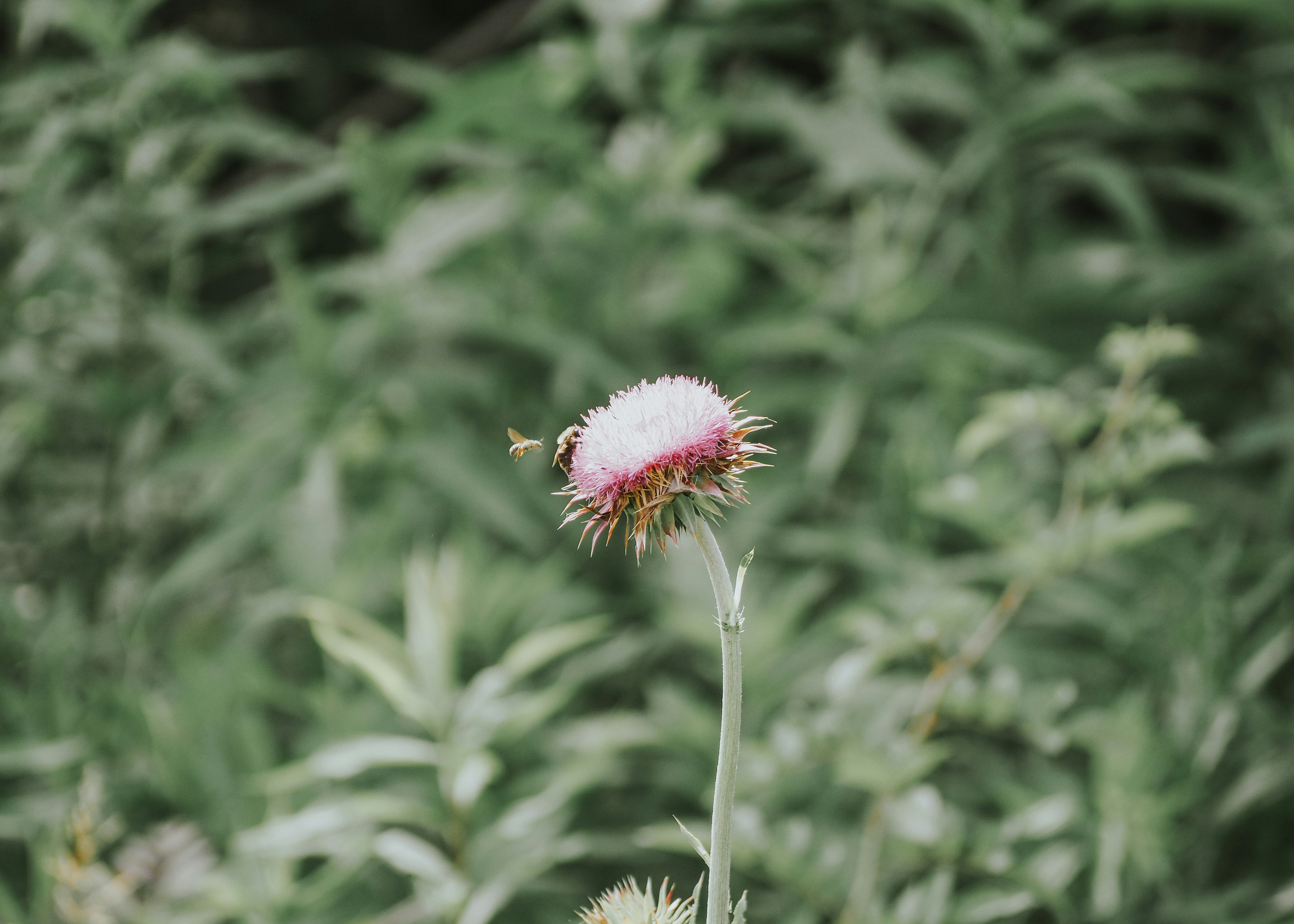 Nature's Pollinator in Action