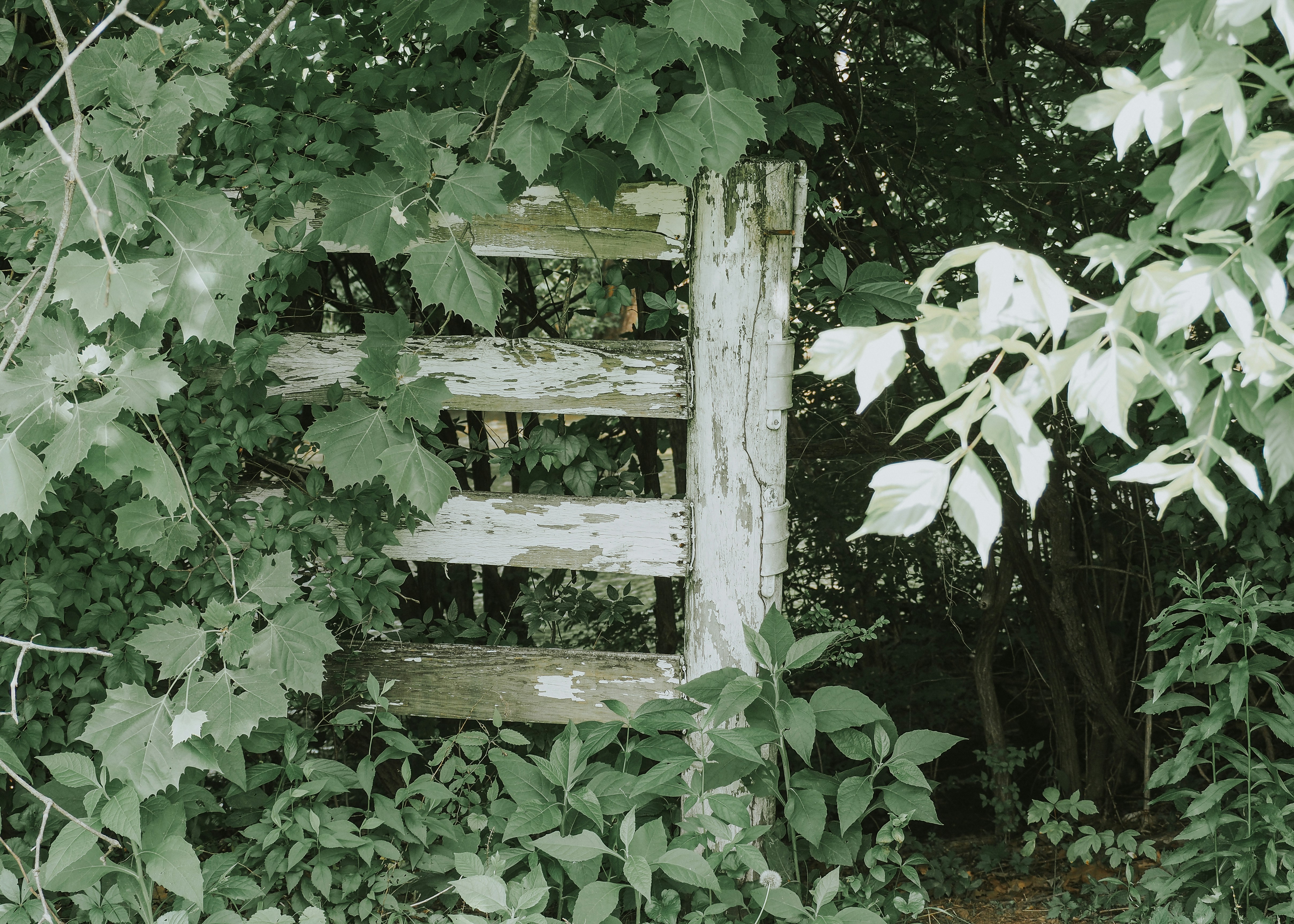 Nature's Embrace: The Forgotten Gate
