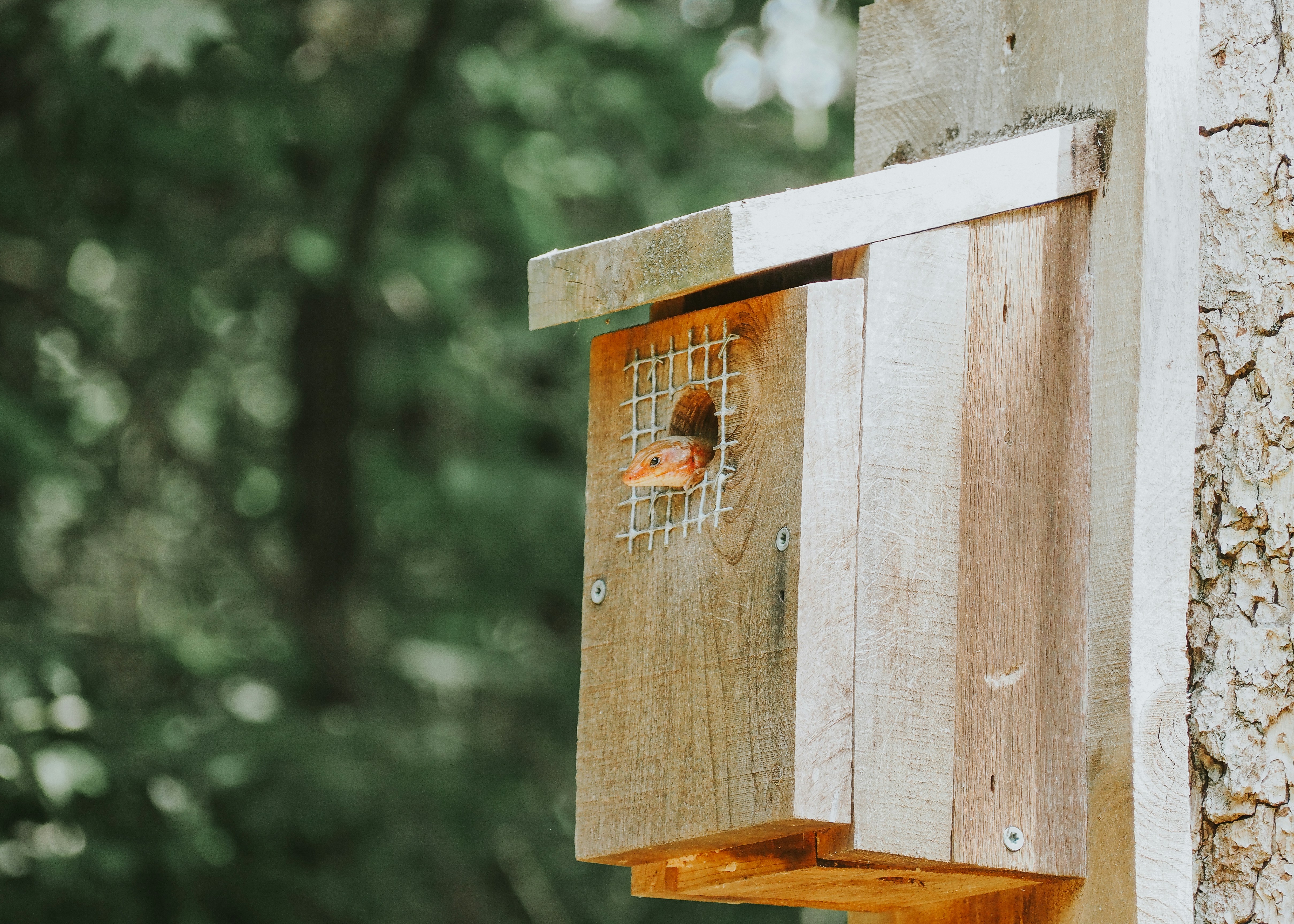 Weathered Birdhouse Anchored to a Sunlit Forest Trunk