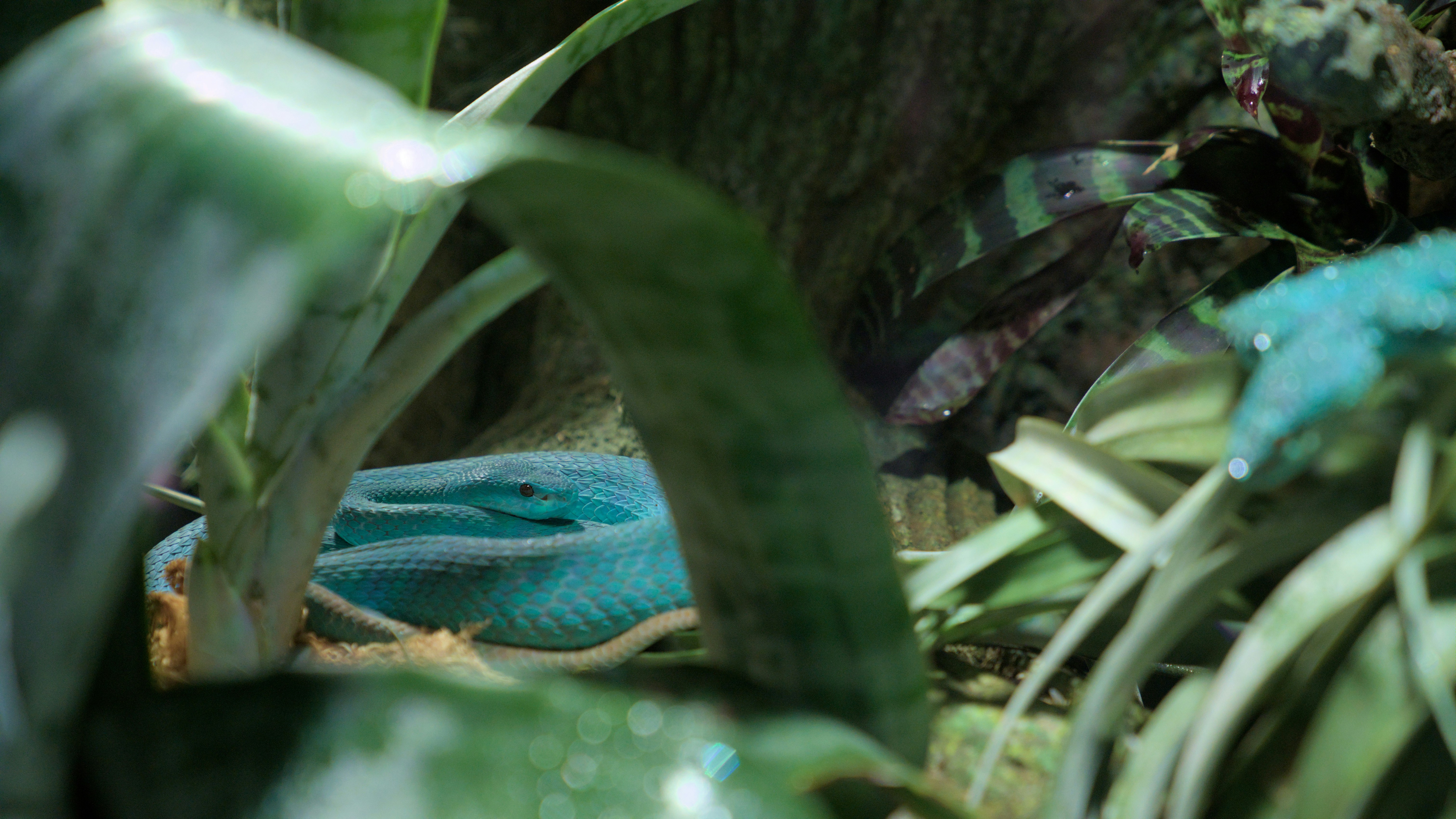 Emerald Serpent in a Lush Retreat