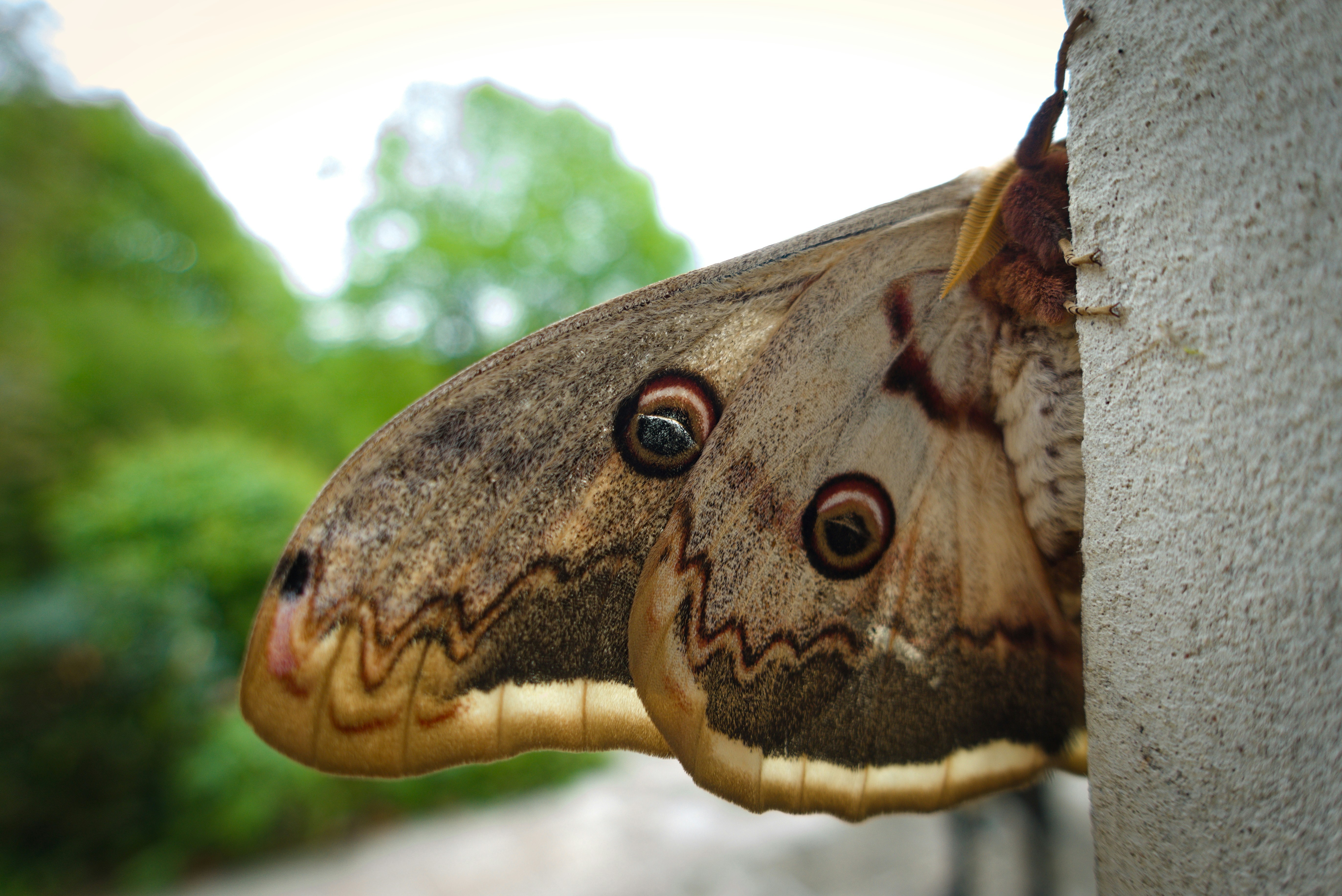 Whispers of Nature: The Enigmatic Moth Encounter