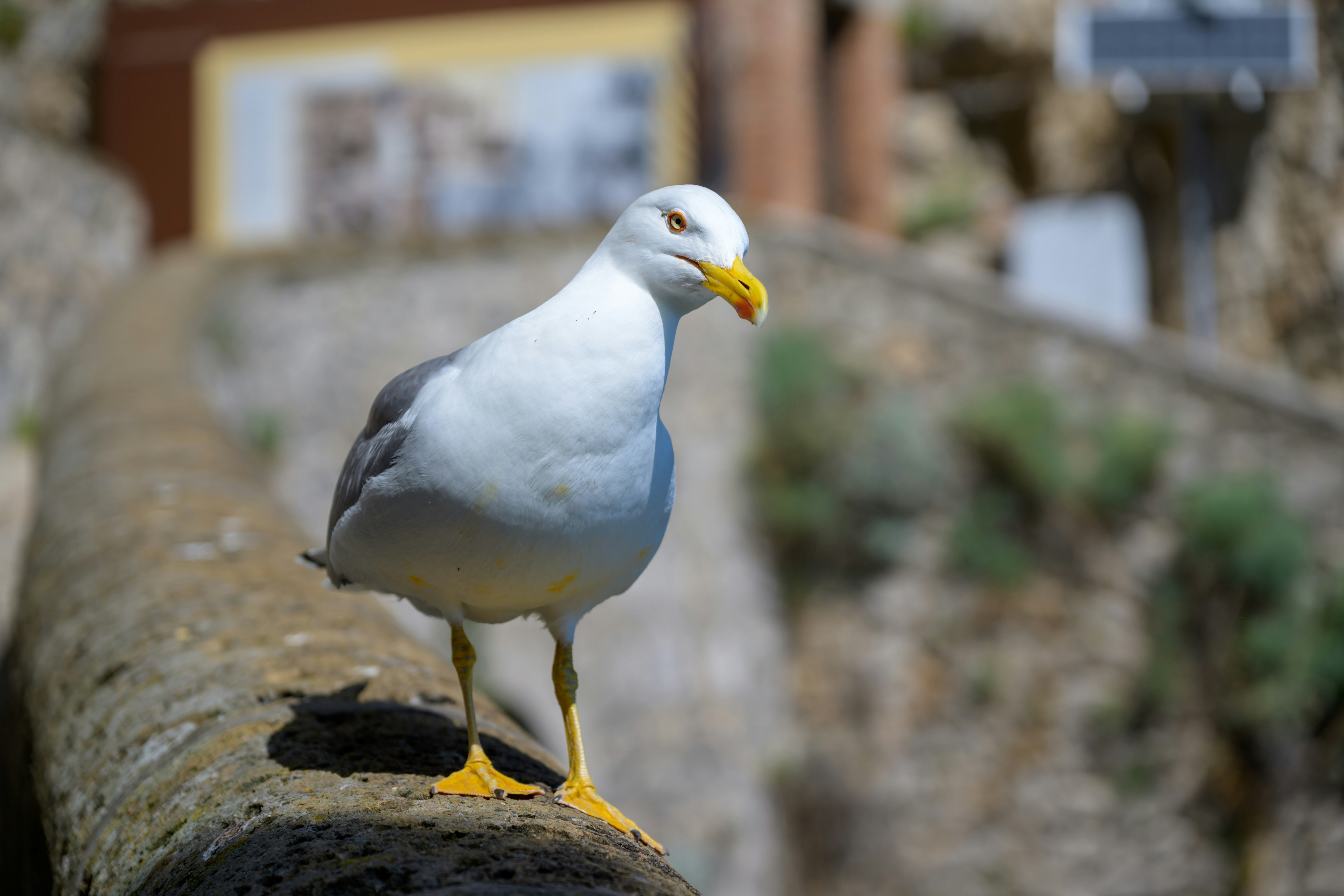 Sunlit Seagull on a Weathered Rail with a Quiet Harbor Backdrop