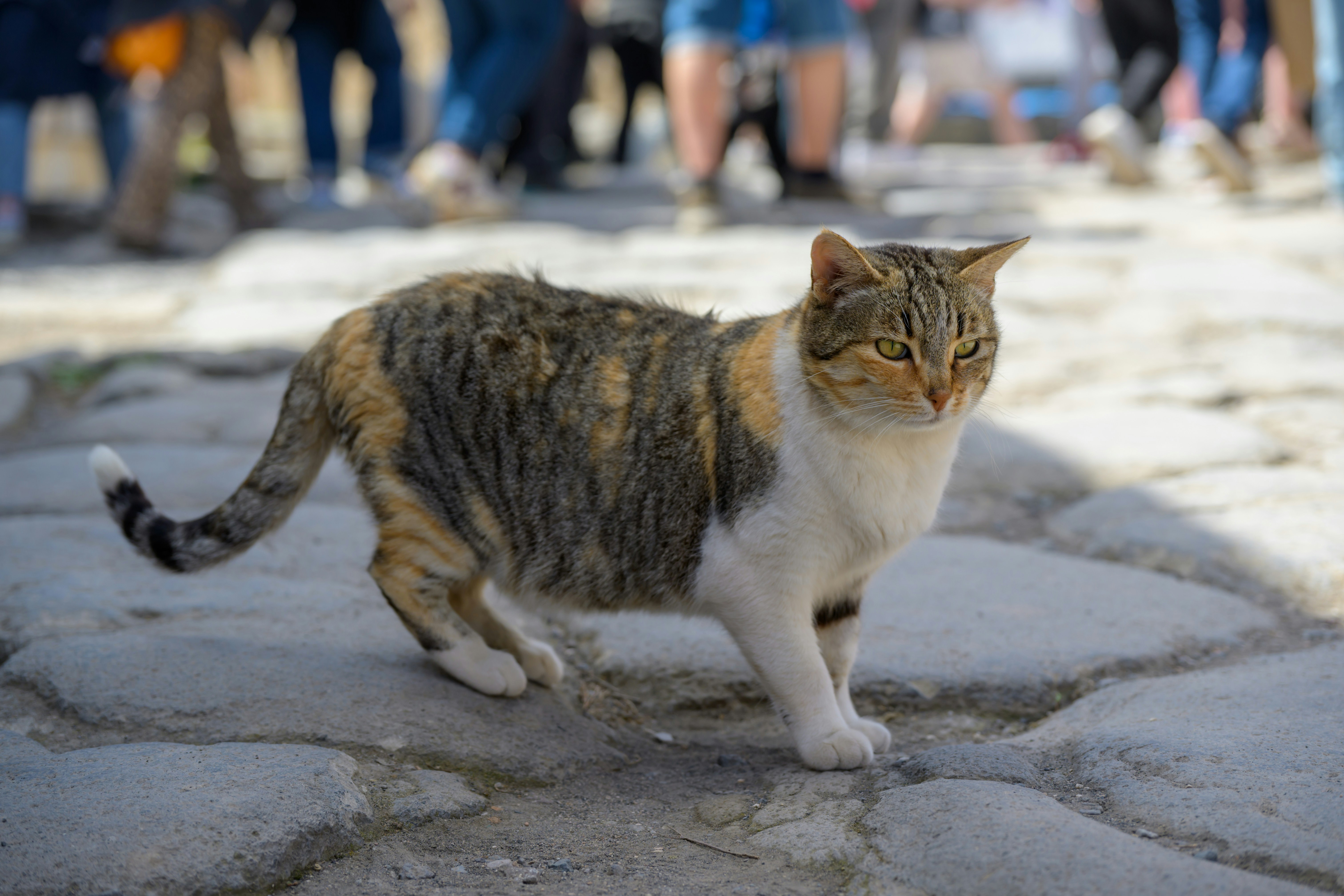 Photo by Andy Luo with Nikon Zf