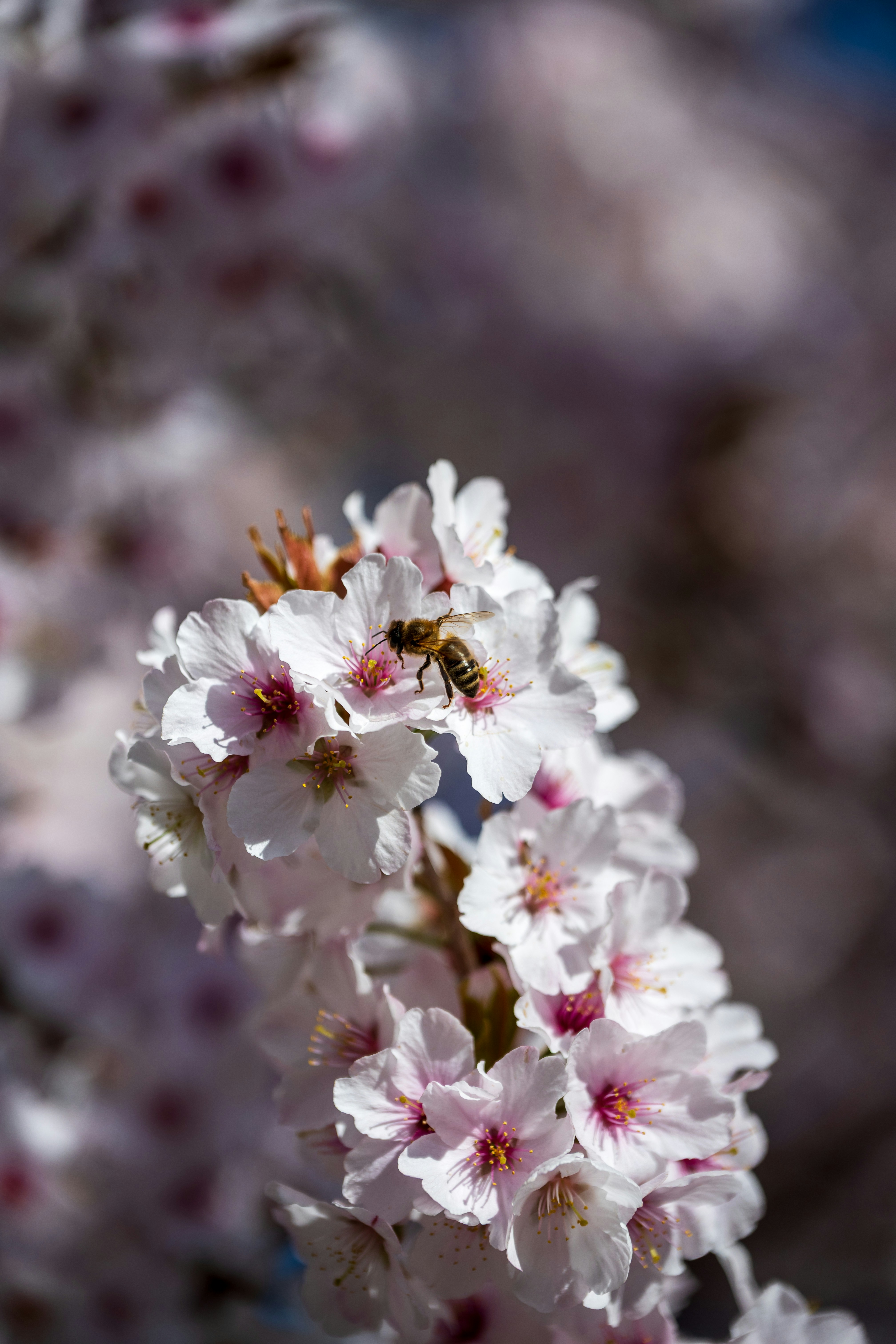 Bee at the Heart of a Cherry Blossom Cascade