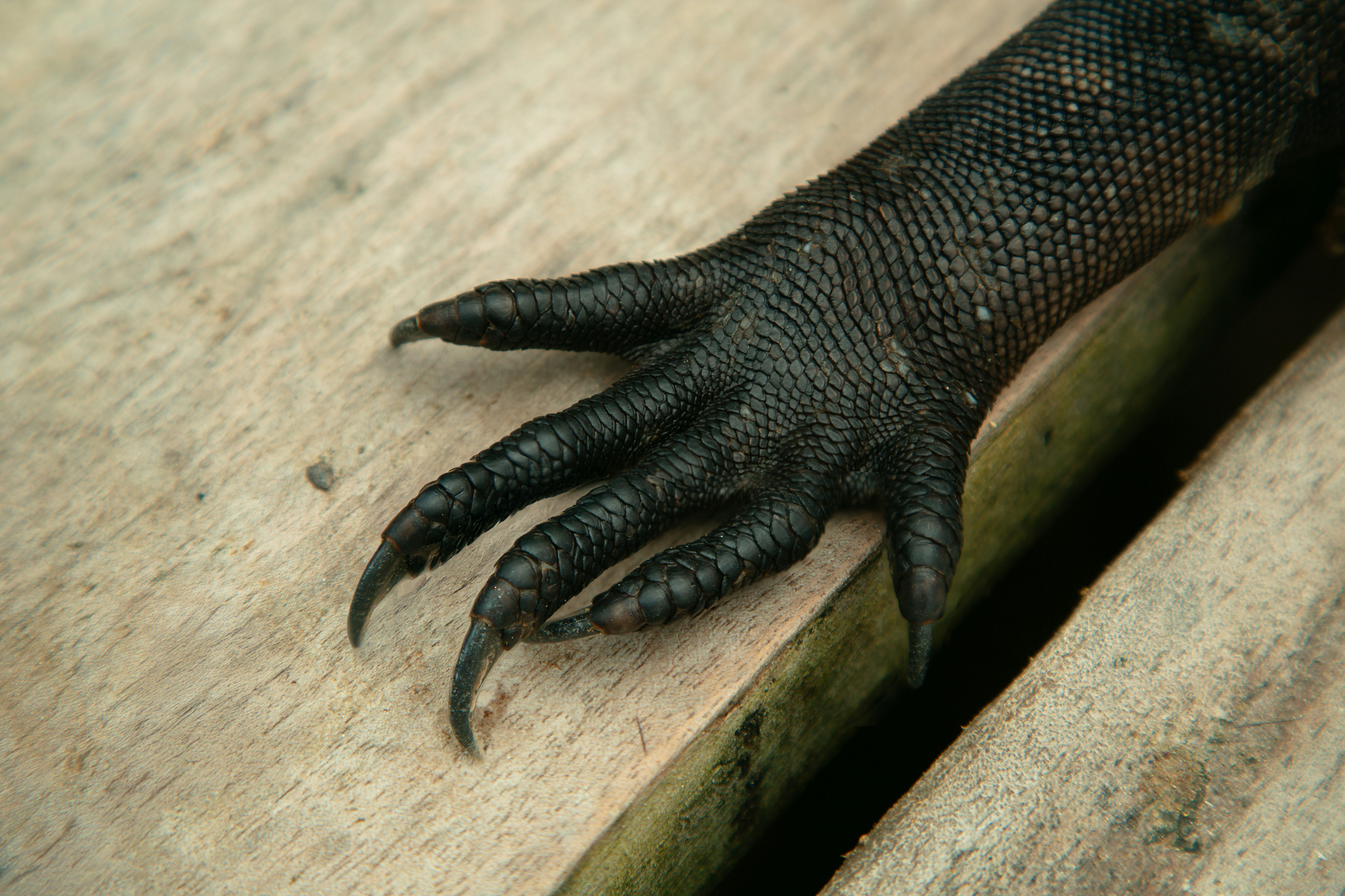 A close-up shows a lizard's foot. photo – Free Animals Image on Unsplash