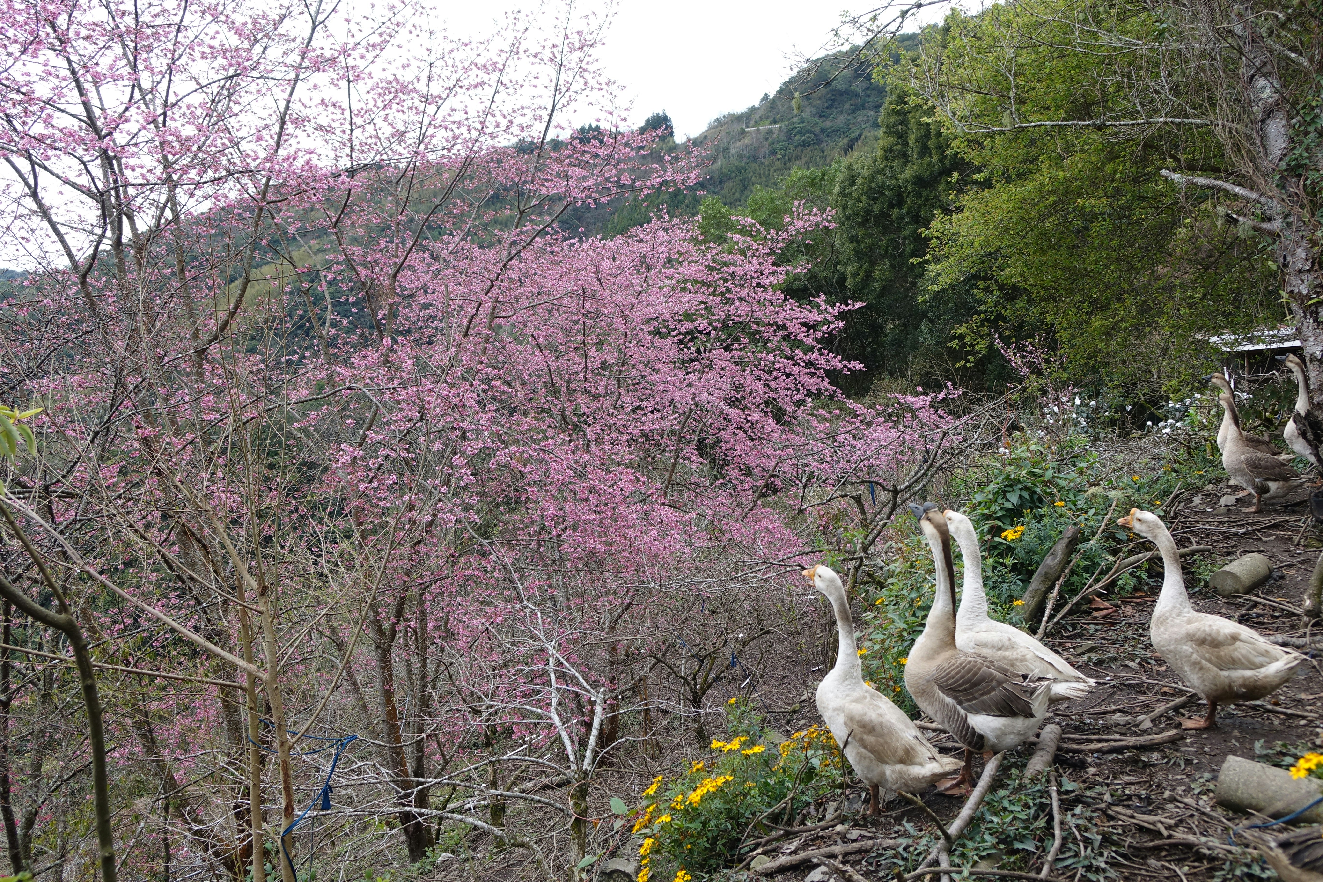 Pink Blossom Ridge and Curving Goose Parade